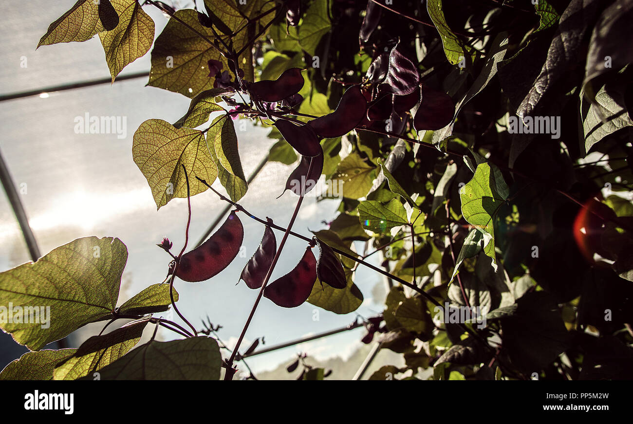 Ruby moon Hyacinth beans on a vine Stock Photo - Alamy