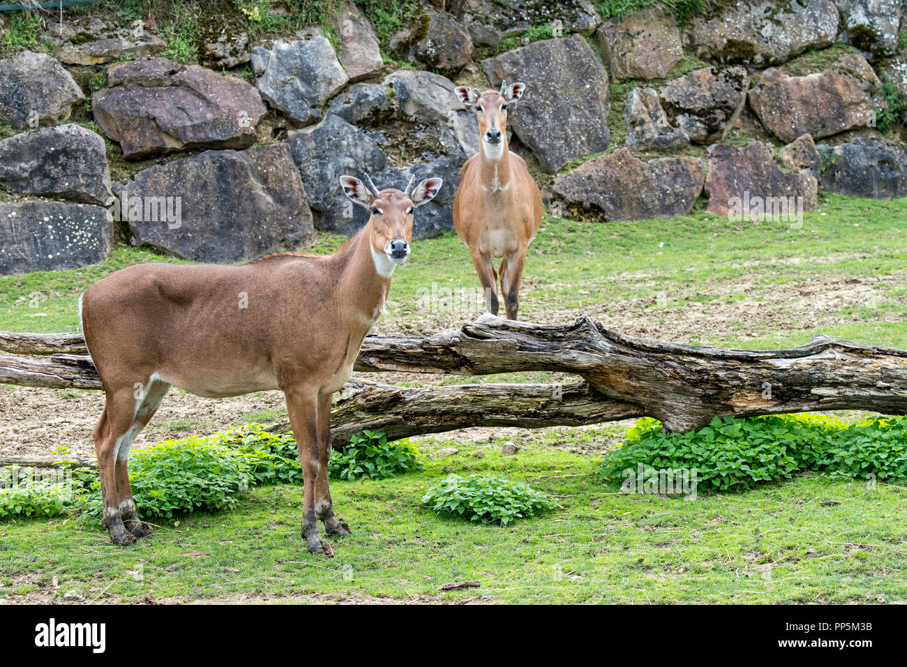 Nilgai / blue bull (Boselaphus tragocamelus) largest Asian antelope and ...