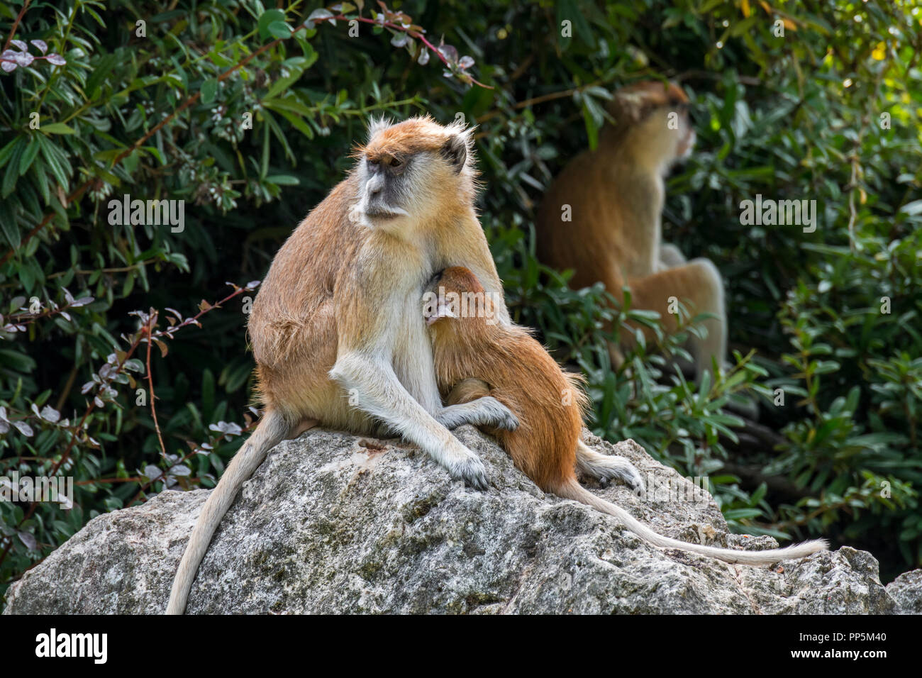 Baby wadi monkey hi-res stock photography and images - Alamy