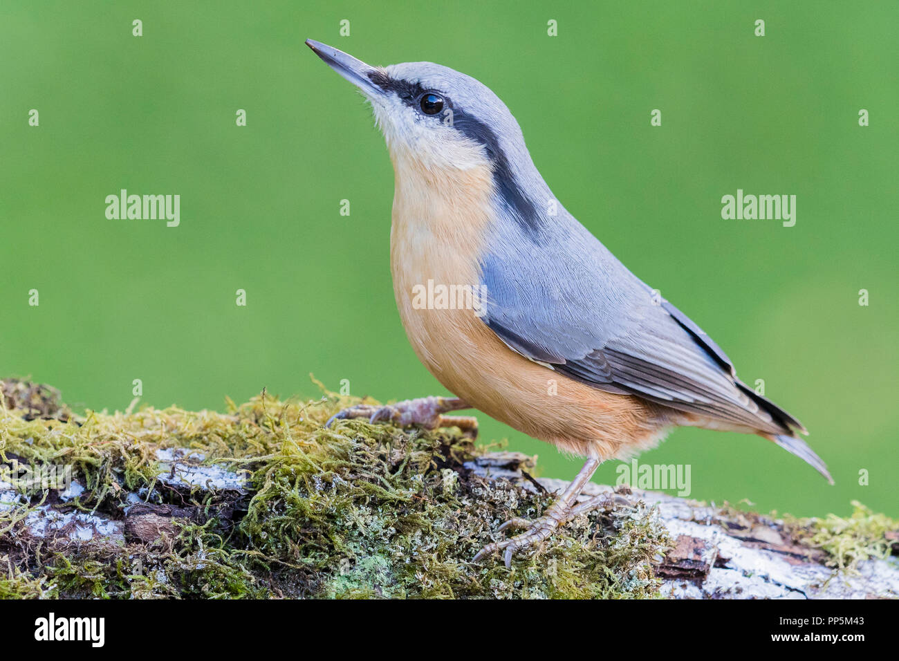 European nuthatch in early autumn in rural mid Wales Stock Photo - Alamy