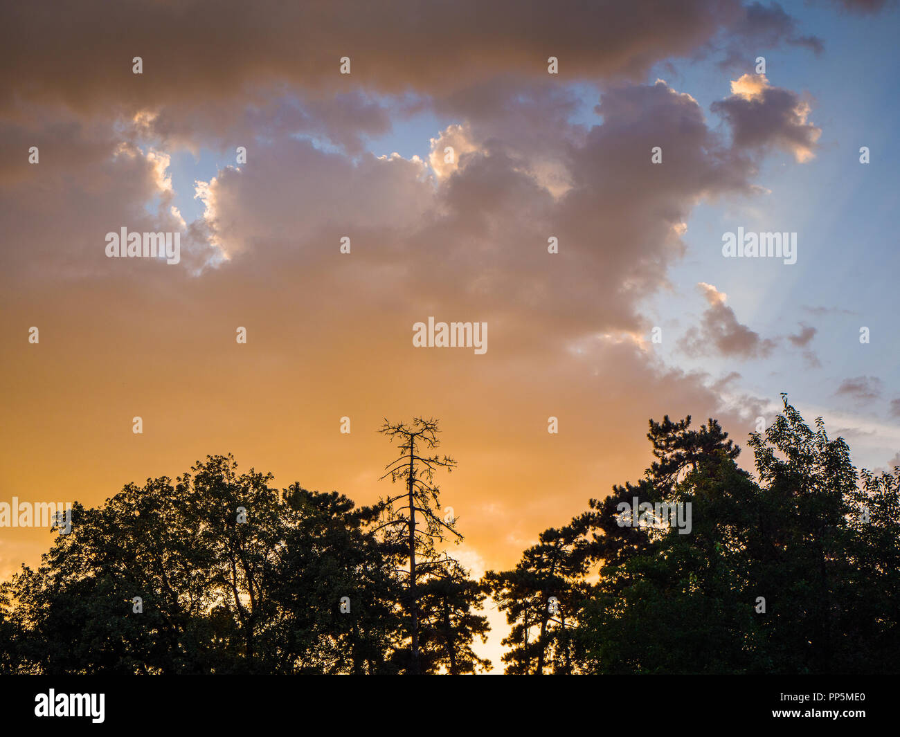 Golden sunset sky with trees tops Stock Photo - Alamy