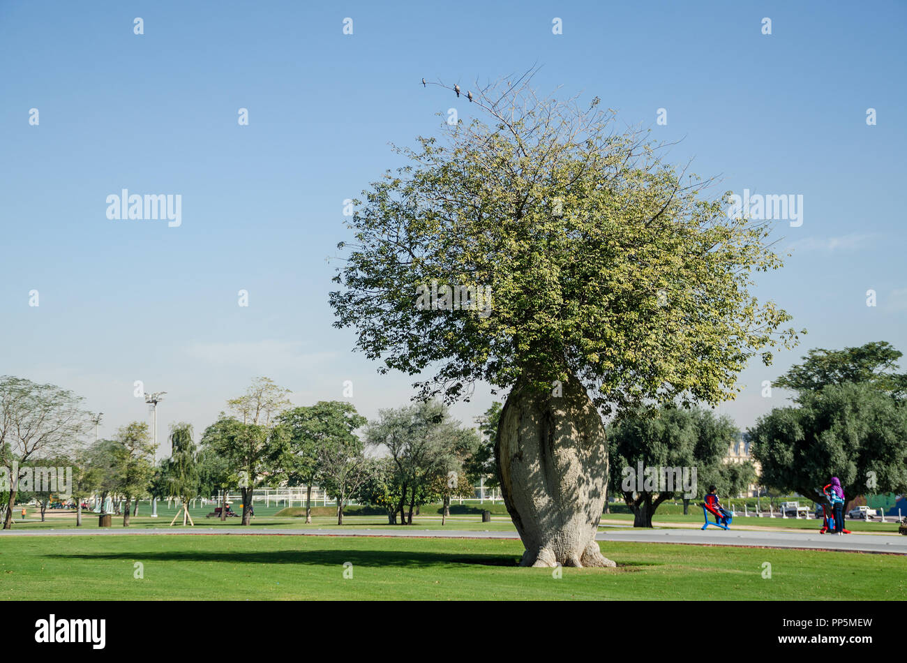 Tree in a park Stock Photo - Alamy