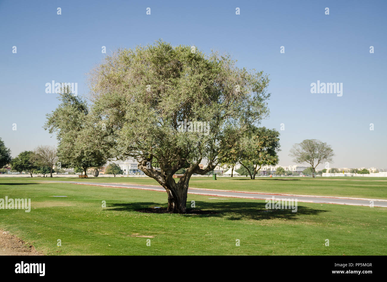 Season in qatar hi-res stock photography and images - Alamy