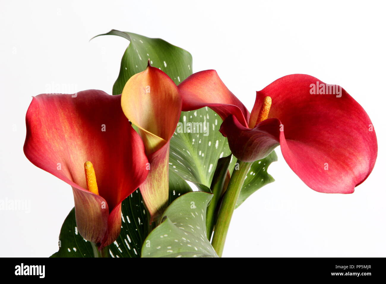 Beautiful flowers of red Calla Lily Red Alert, white background Stock ...