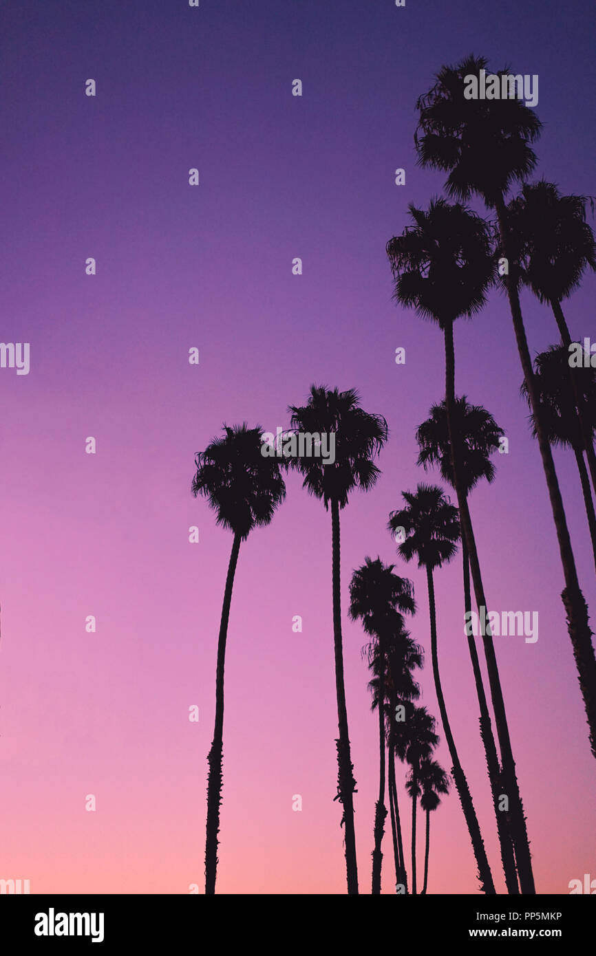 Night palm trees hi-res stock photography and images - Alamy