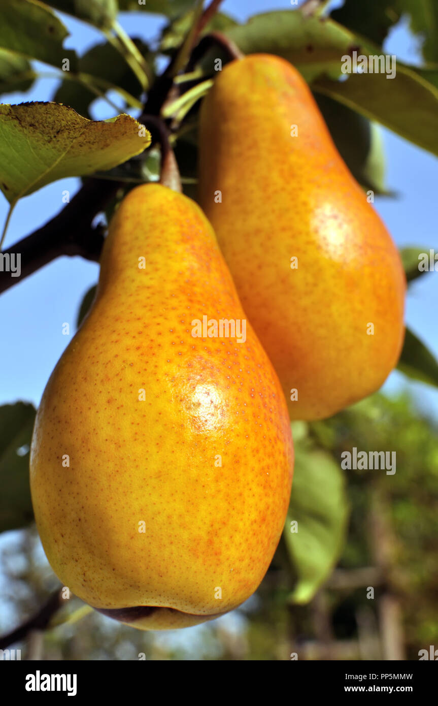 Big ripe hi-res stock photography and images - Alamy