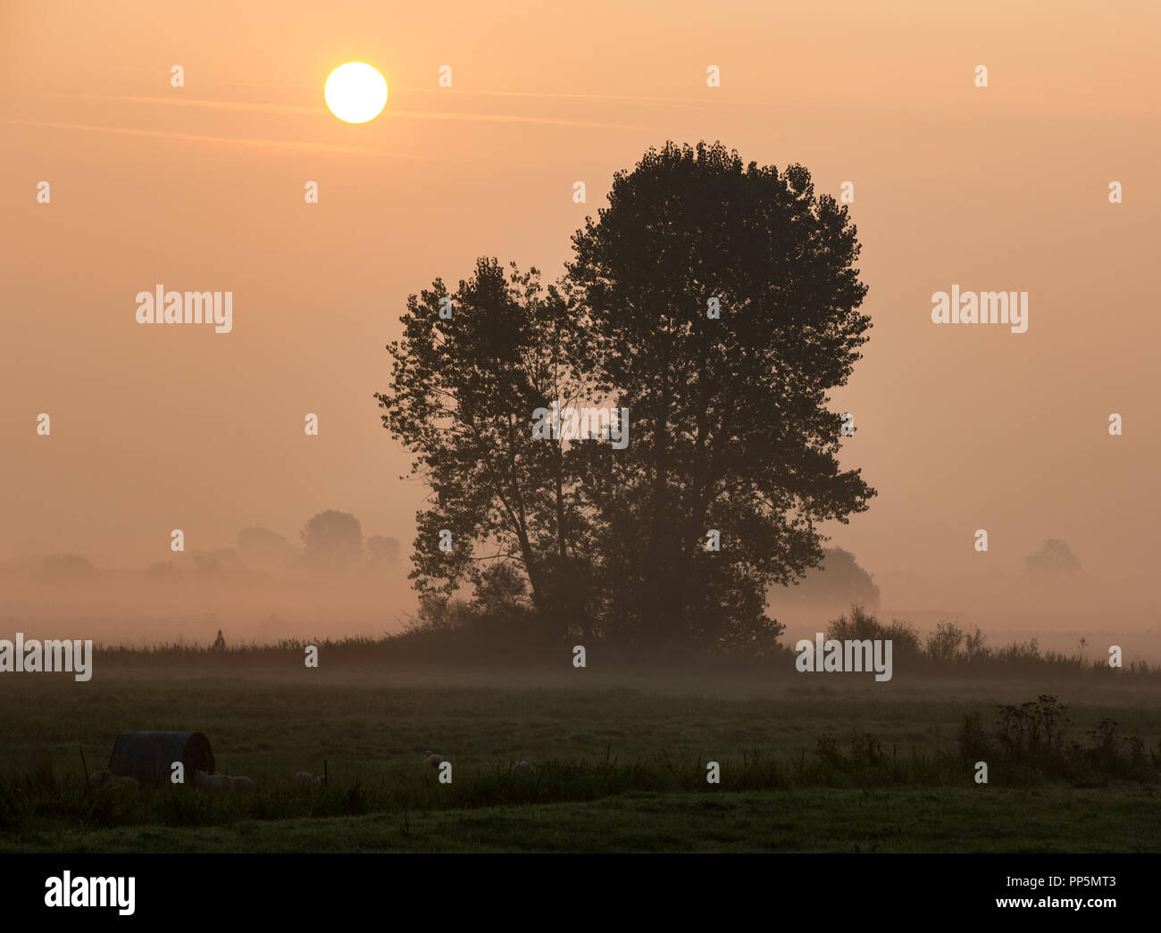 Misty tree countryside hi-res stock photography and images - Alamy