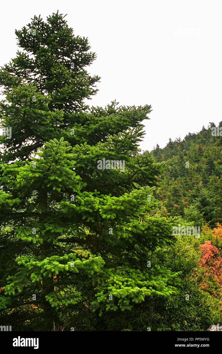 Pine tree forest of mount Taygetus. Peloponnese region, southern Greece ...