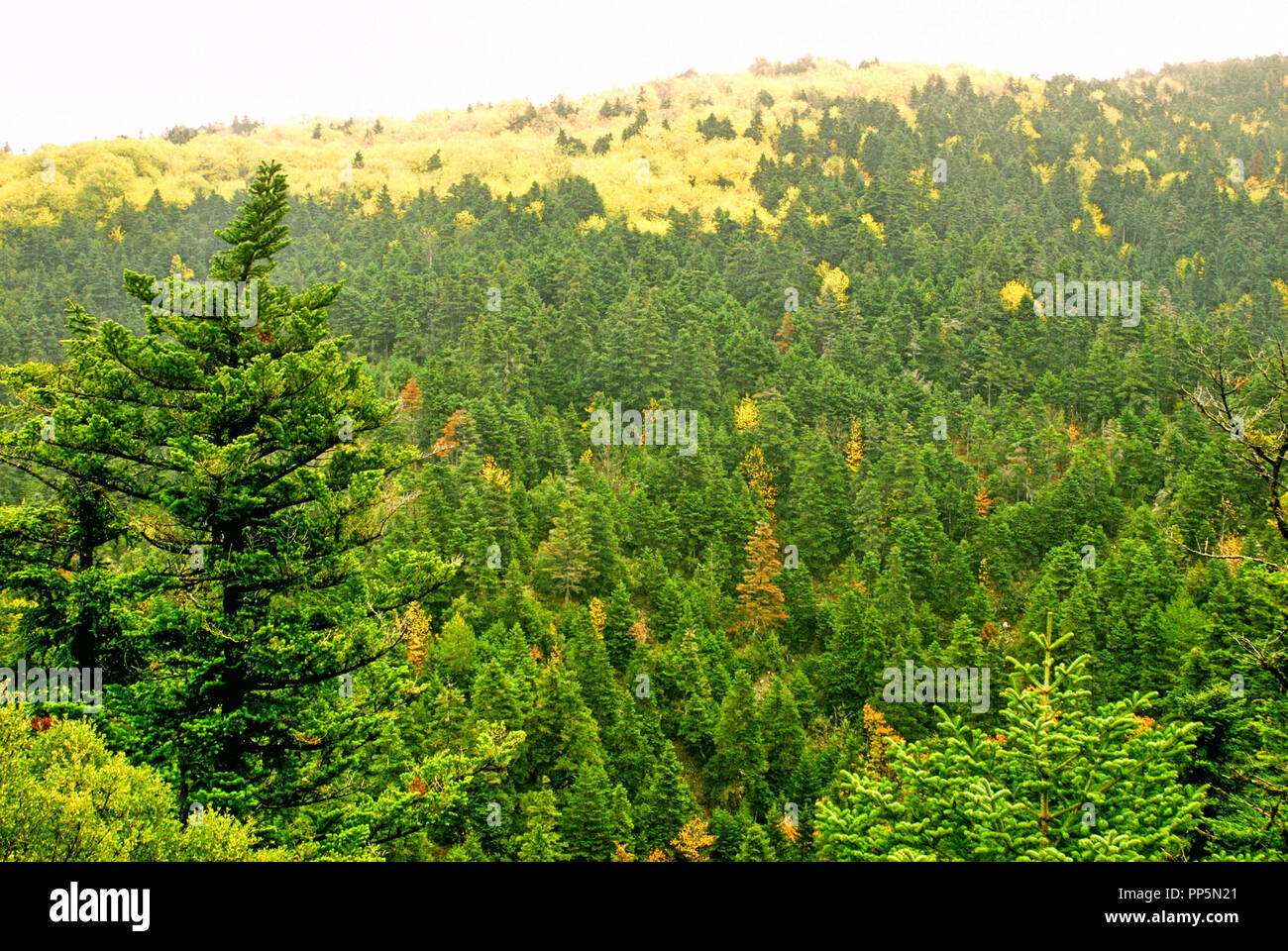 Pine tree forest of mount Taygetus. Peloponnese region, southern Greece ...