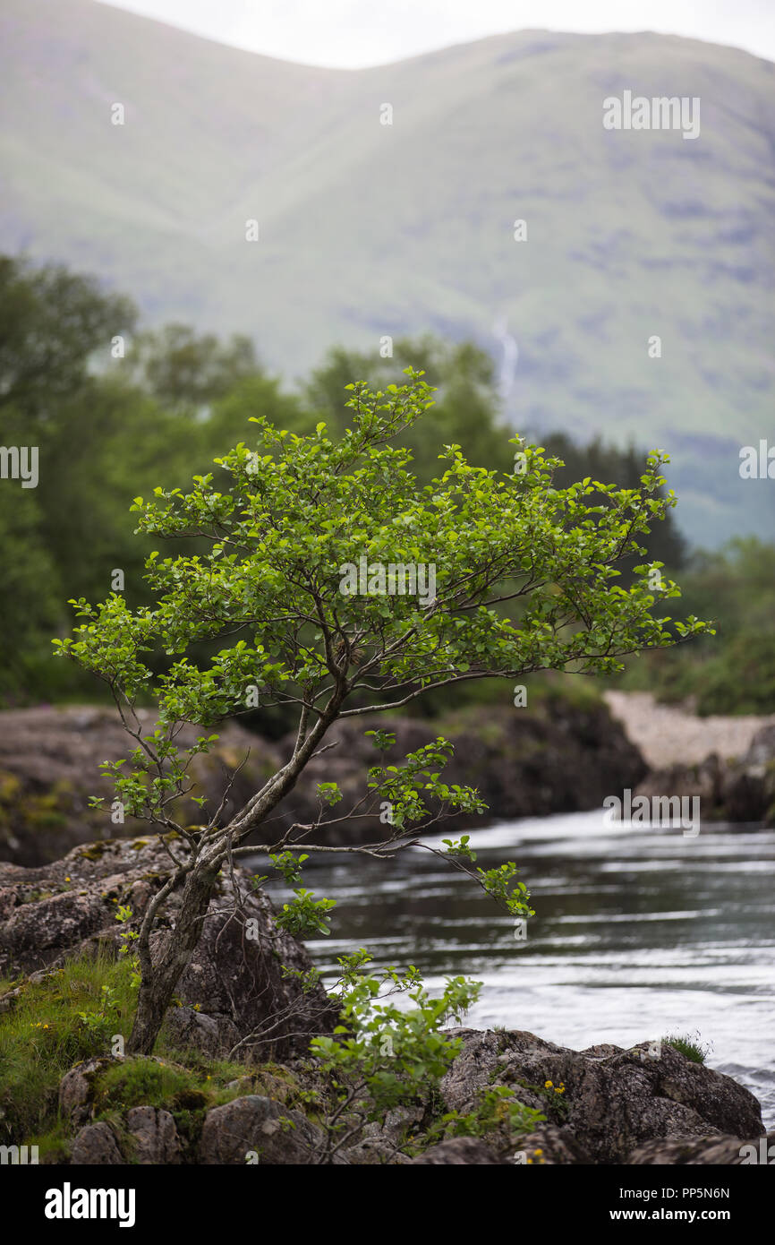 Beech tree scotland hi-res stock photography and images - Alamy