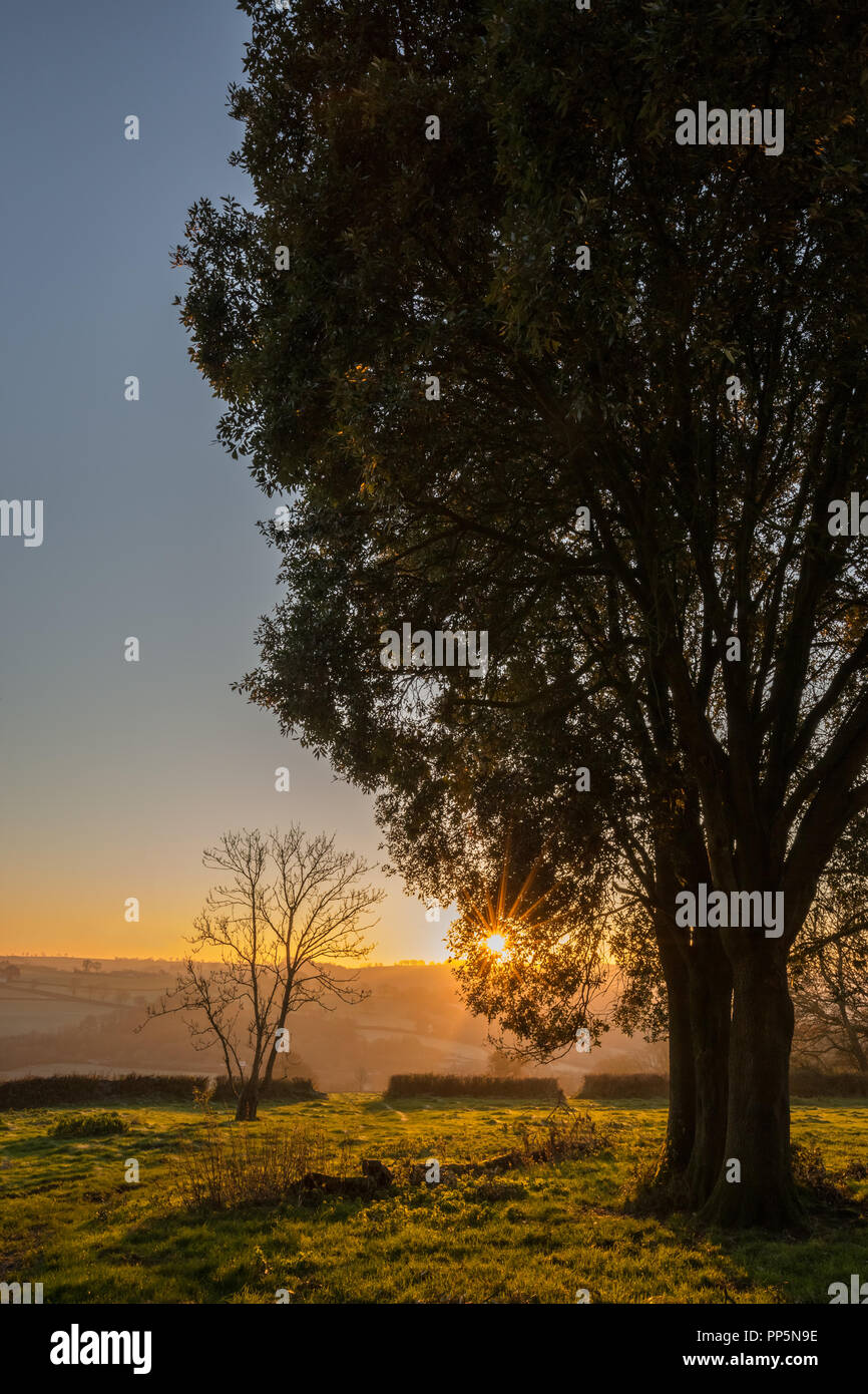 Sunburst through tree at sunrise Stock Photo - Alamy