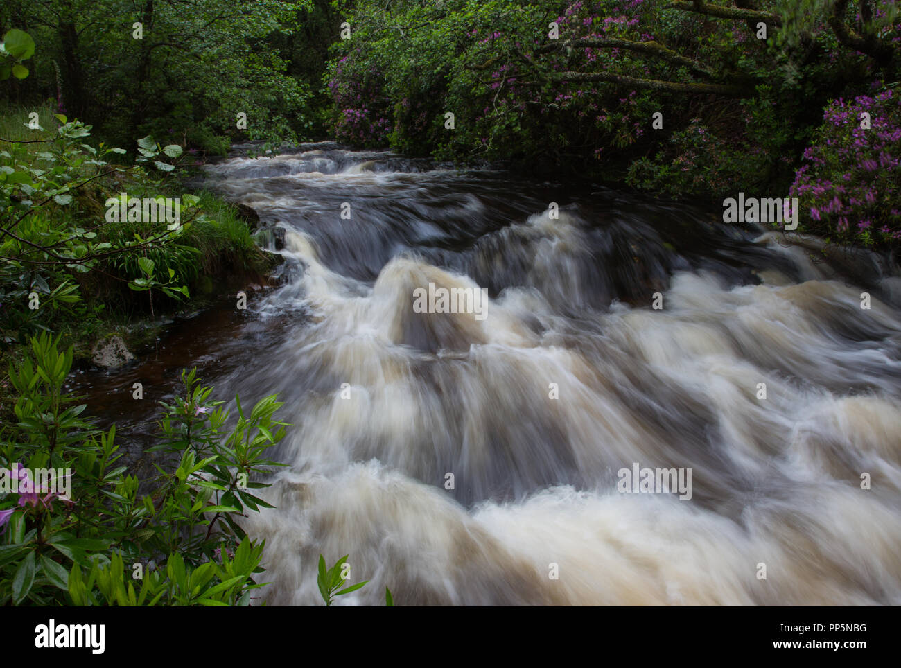 Stream feeding River Etive in flood conditions Stock Photo - Alamy