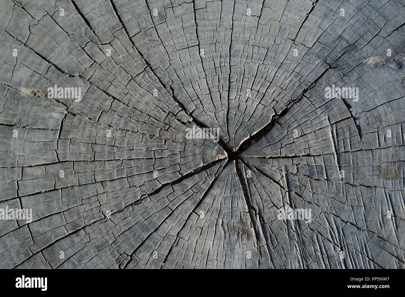 Tree rings age growth crack cross section nature ring hi-res stock ...