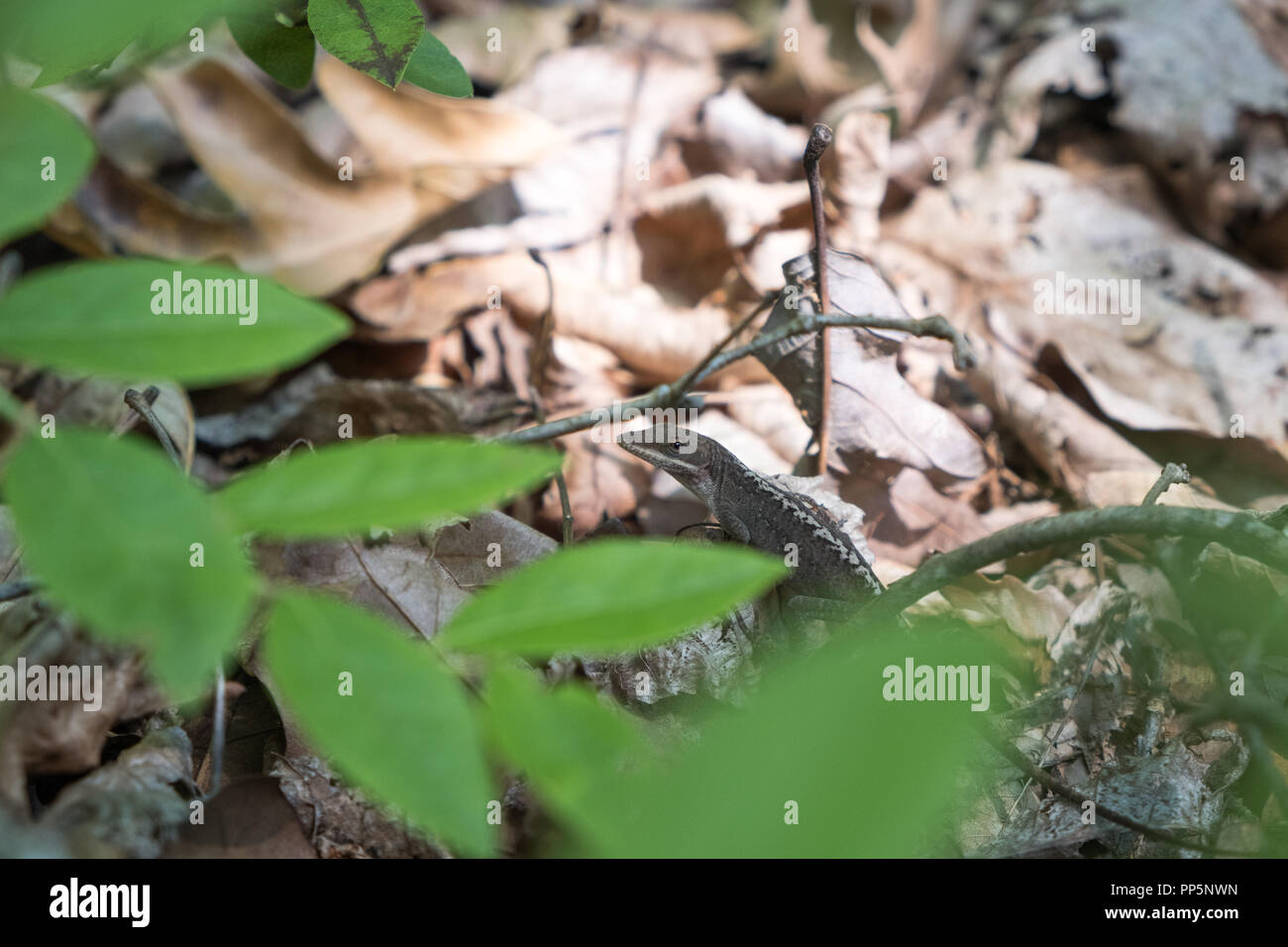 Gray phase hi-res stock photography and images - Alamy