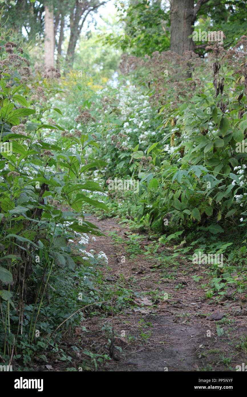 Shaded garden footpath pathway hi-res stock photography and images - Alamy