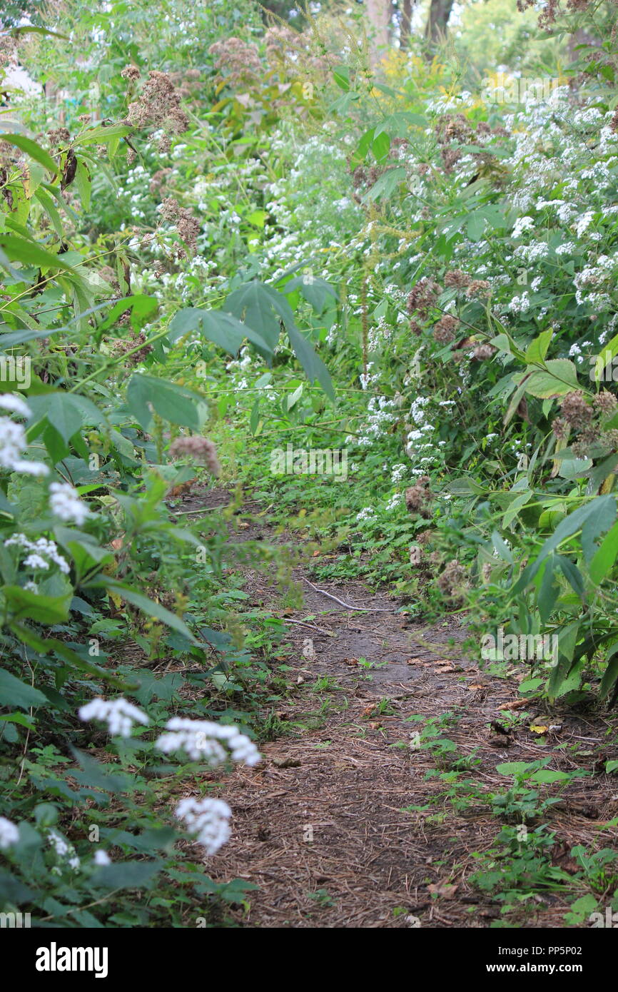 Shaded garden footpath pathway hi-res stock photography and images - Alamy