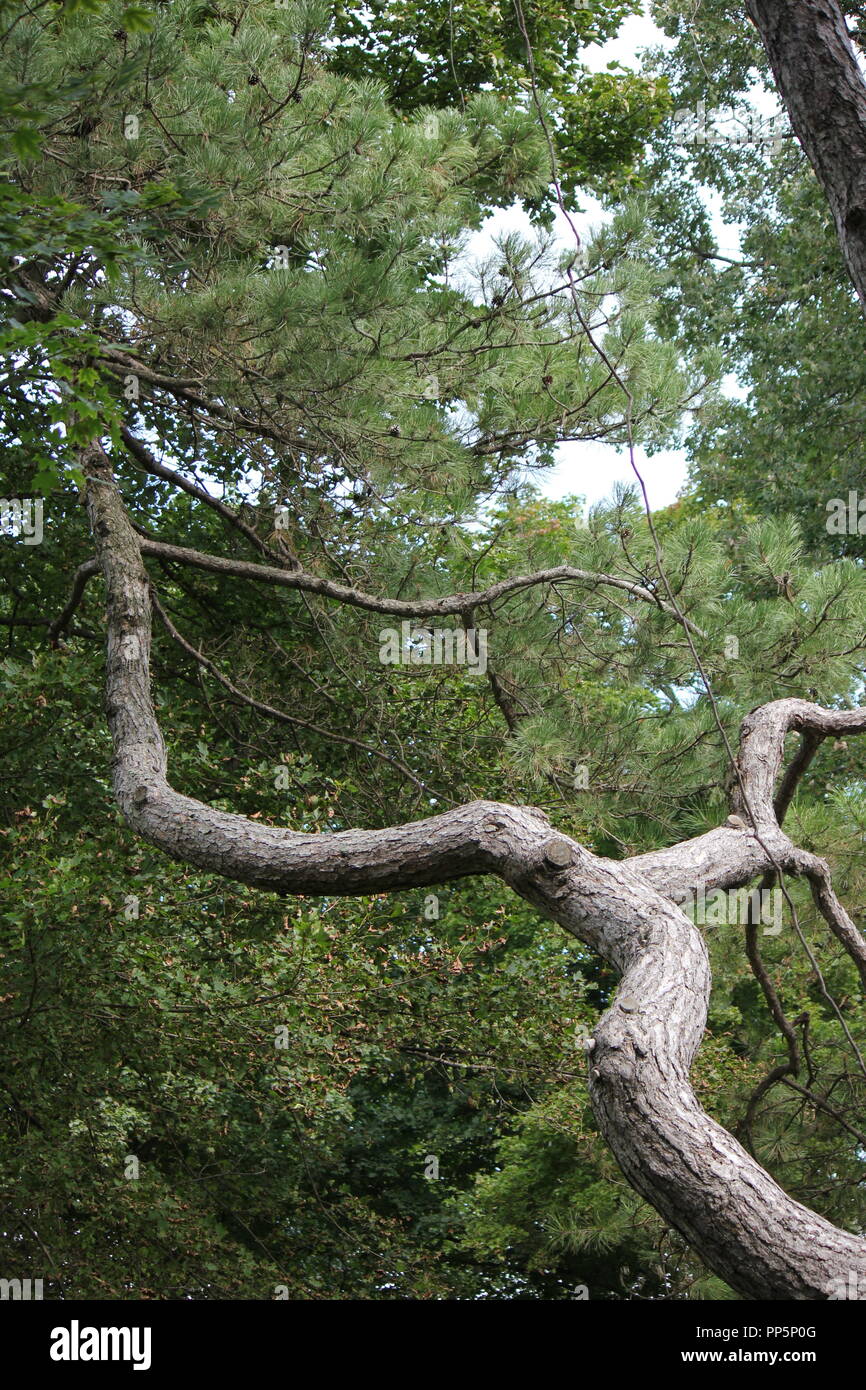 Very twisted tree trying to survive in a suburban park Stock Photo - Alamy