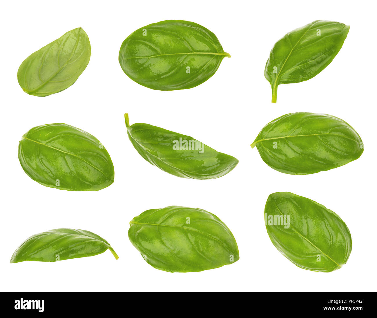 Basil leaves isolated on a white background Stock Photo - Alamy