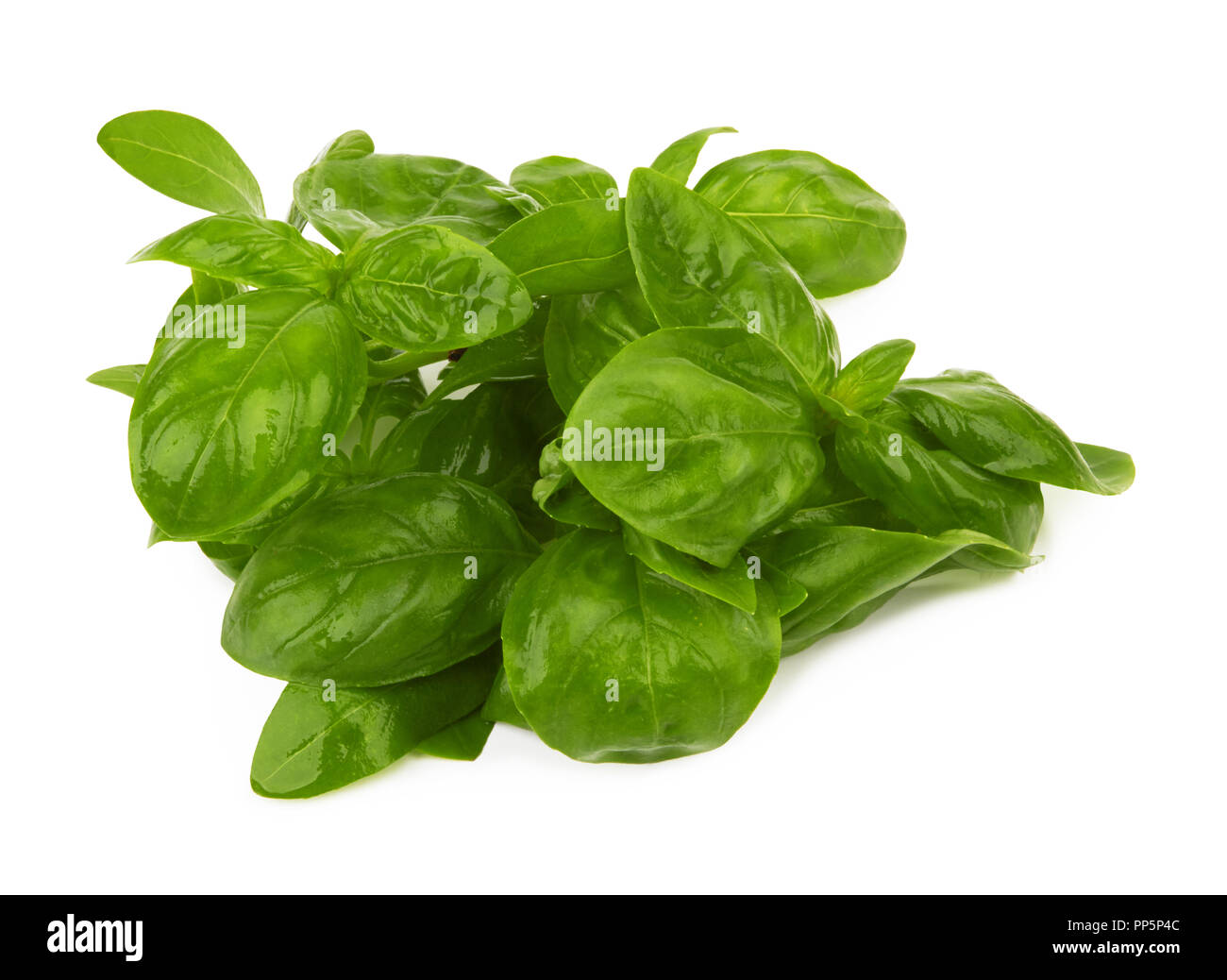 Basil leaves isolated on a white background Stock Photo - Alamy