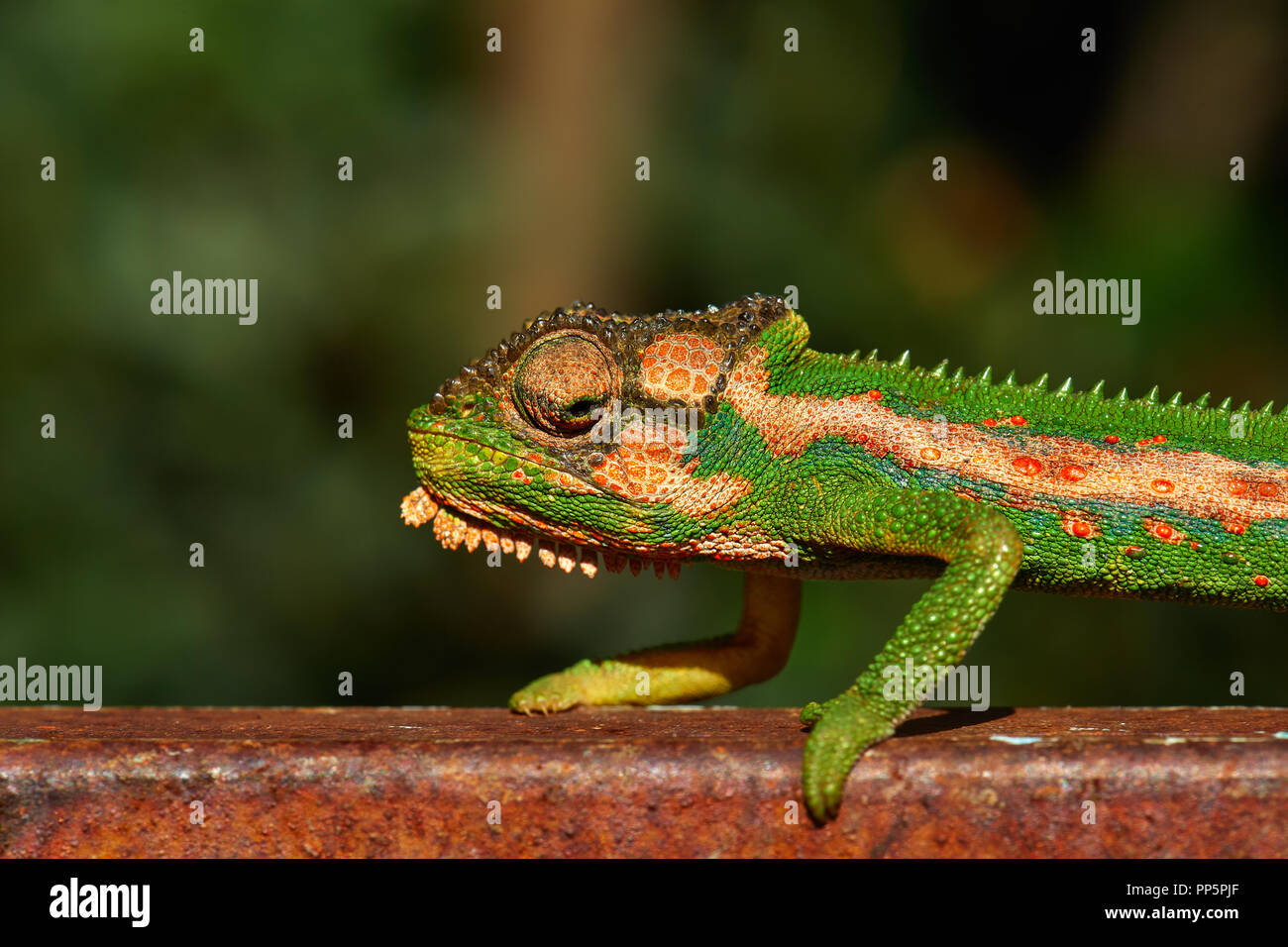 Cape Dwarf Chameleon on garden fence Stock Photo - Alamy