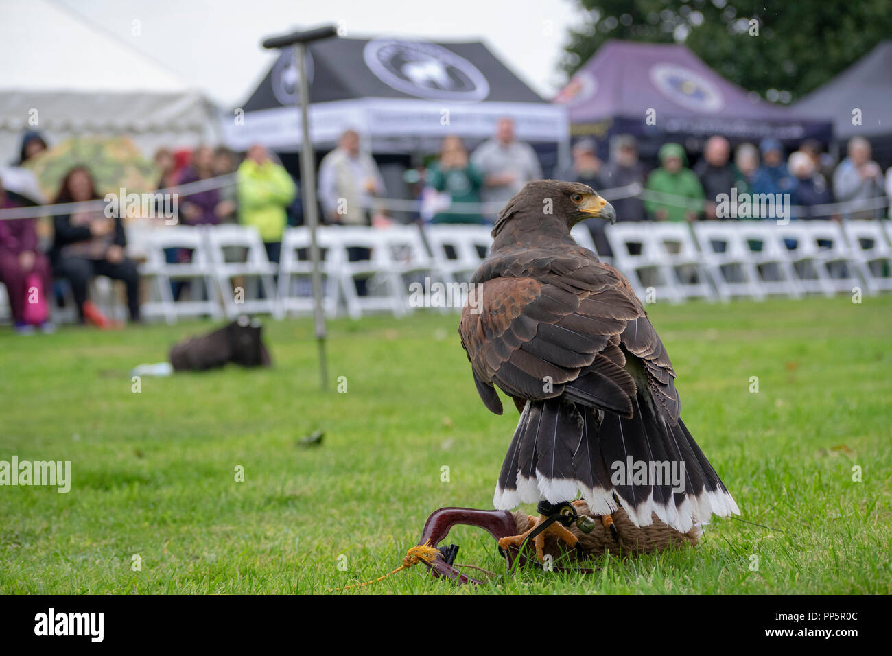 Harris hawk display hi-res stock photography and images - Alamy
