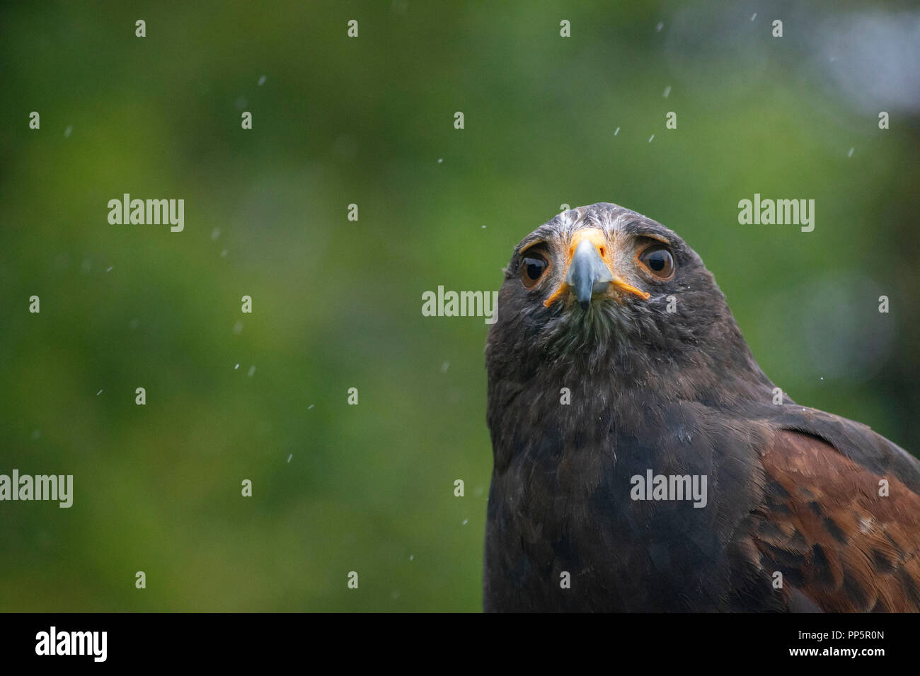 Hawk house hi-res stock photography and images - Alamy