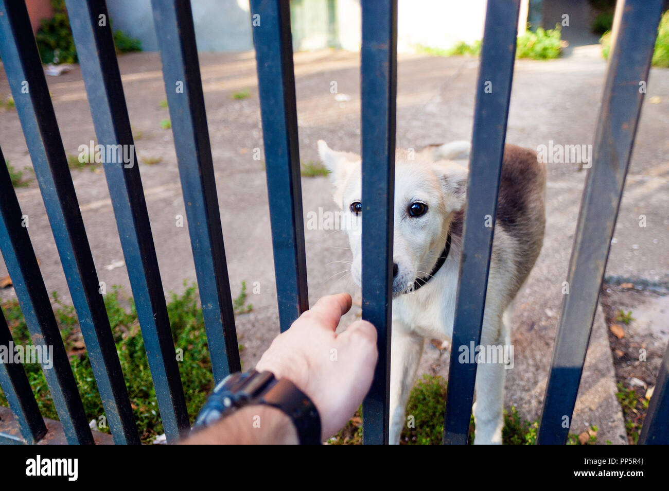 Hand of a male petting dog through gate Stock Photo - Alamy