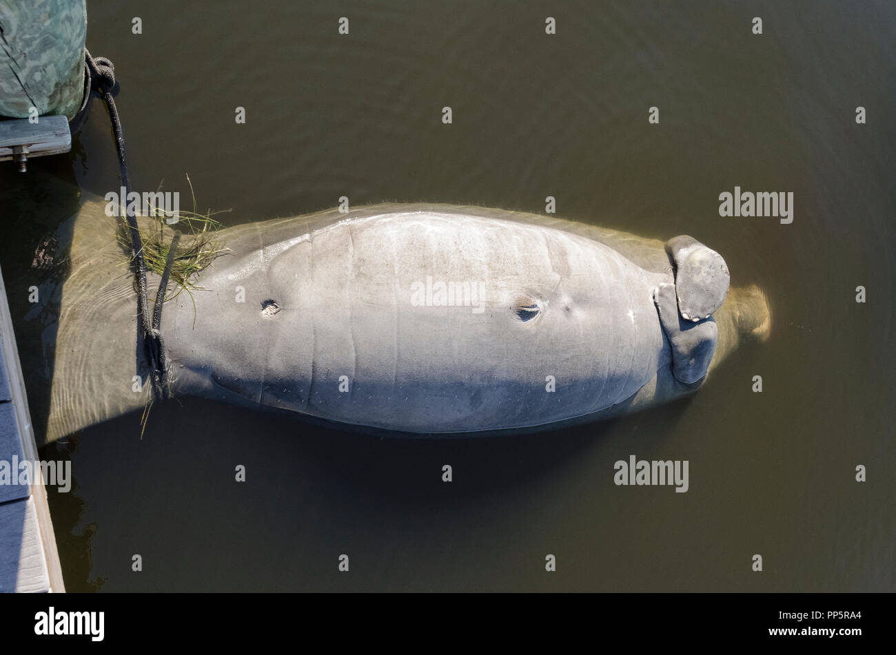 Young manatee hi-res stock photography and images - Alamy