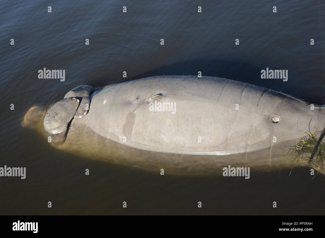 A young West Indian manatee floats on its back with flippers crossed ...