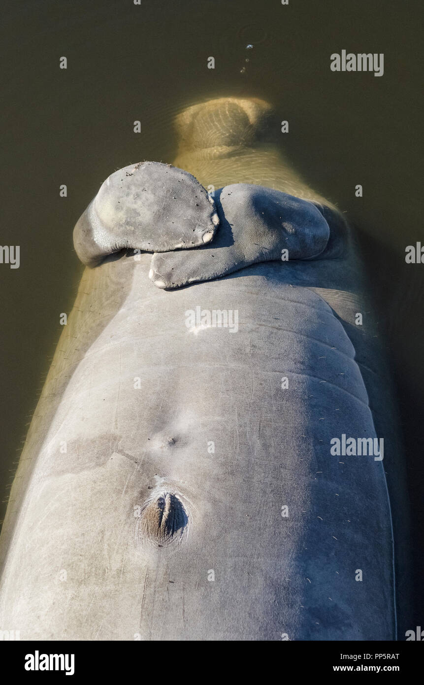 A young West Indian manatee floats on its back with flippers crossed ...