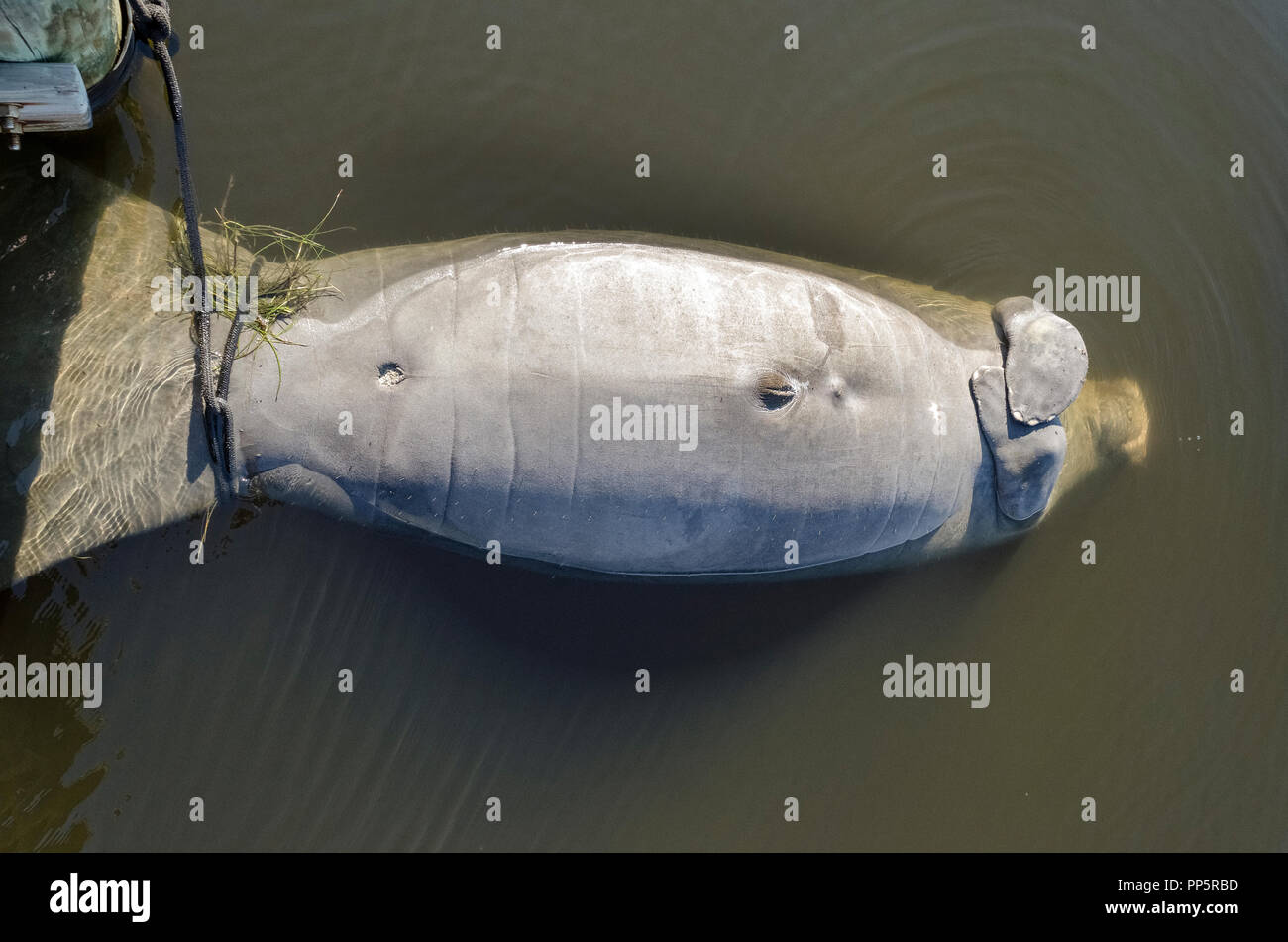 Red tide harmful algae hi-res stock photography and images - Alamy