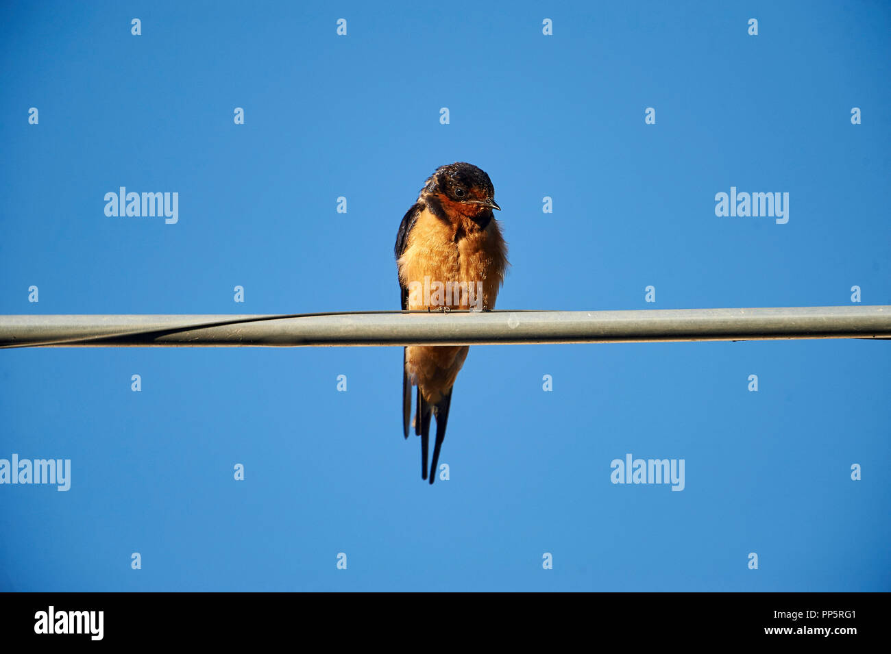 Swallows perched on a wire hi-res stock photography and images - Alamy