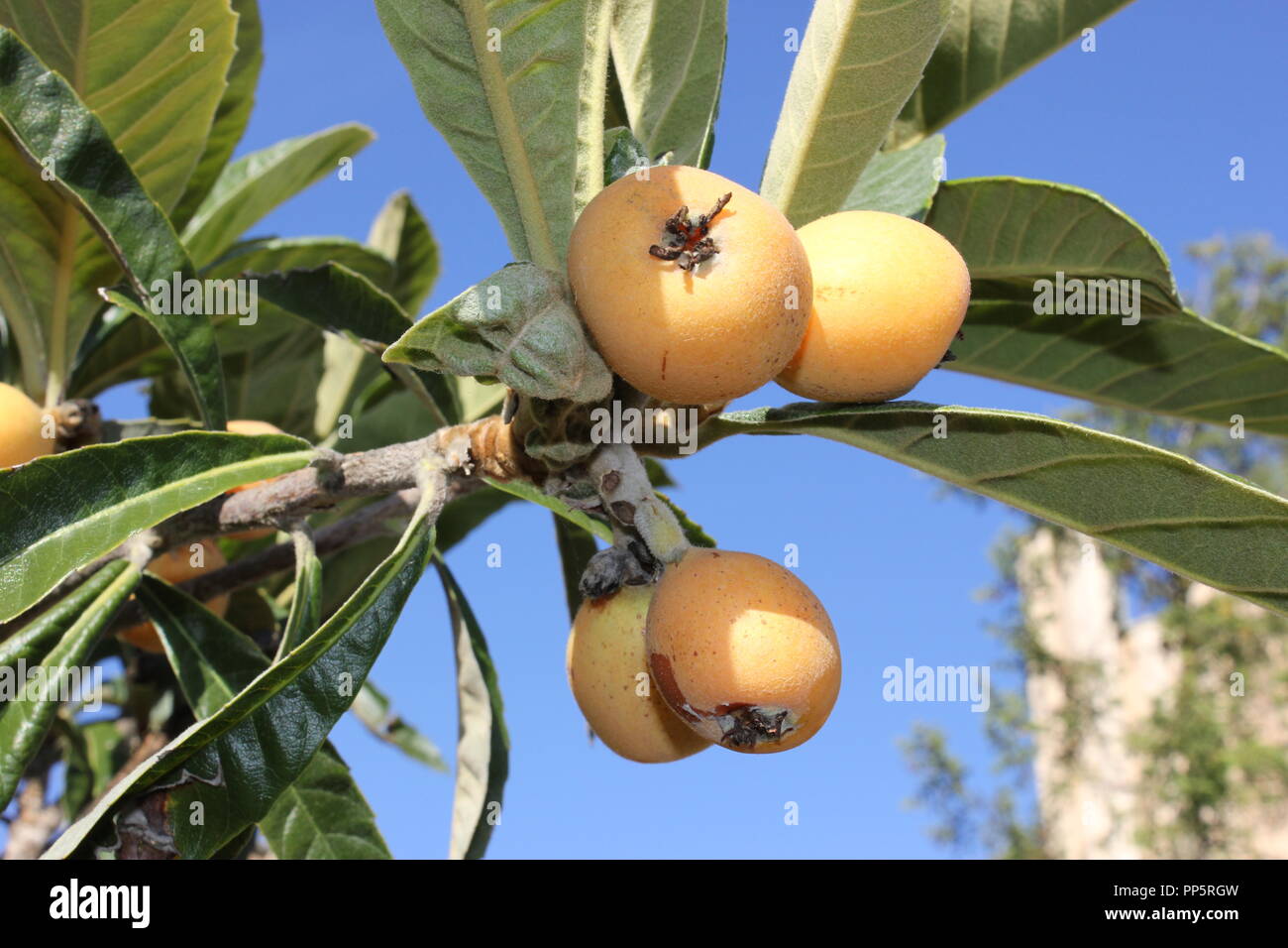 Loquat leaf hi-res stock photography and images - Alamy