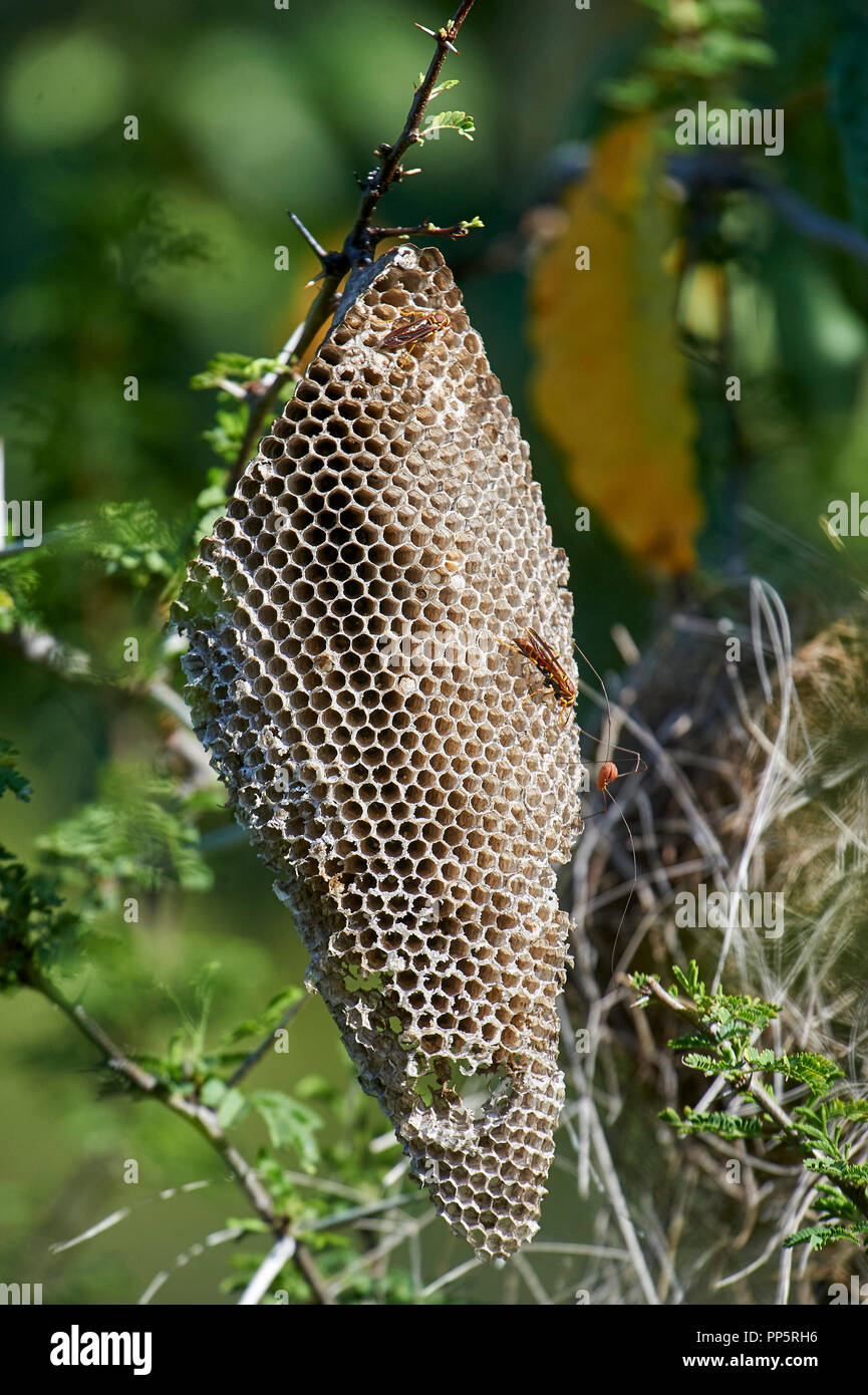 Wasp nest in tree hi-res stock photography and images - Alamy