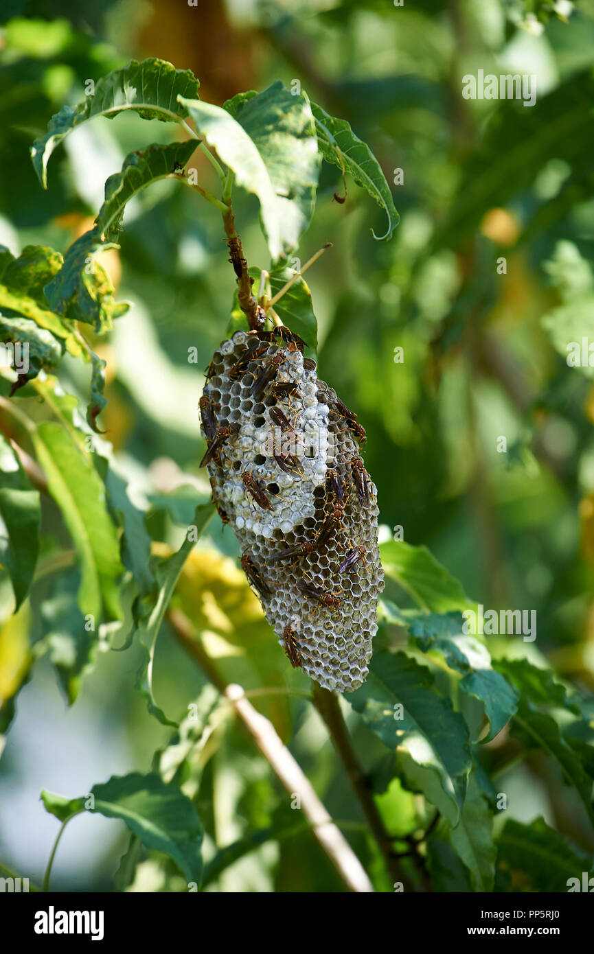Wasp nest in tree hi-res stock photography and images - Alamy