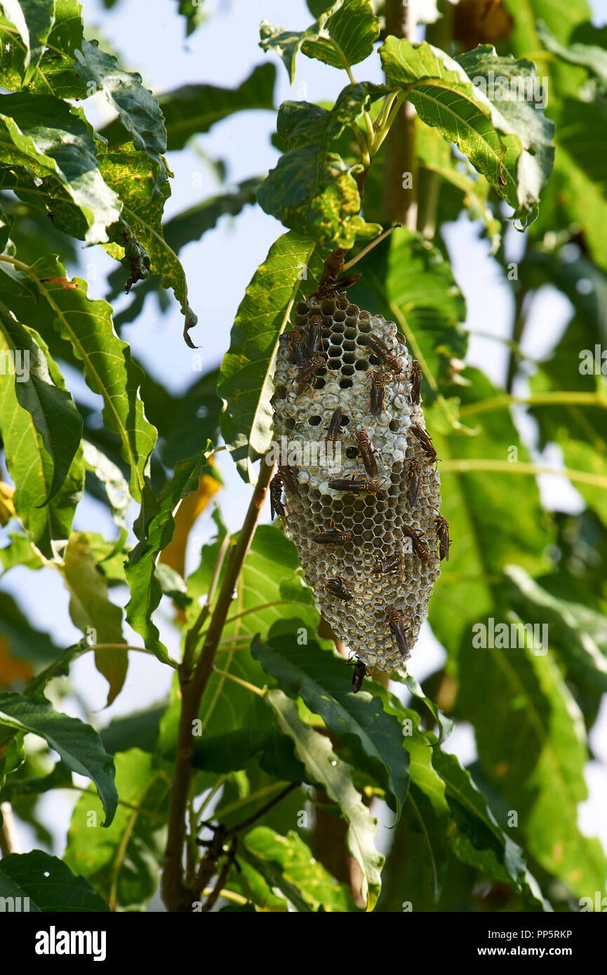 Common Paper Wasp (Polistes exclamans) and nest on a cactus, San Juan ...