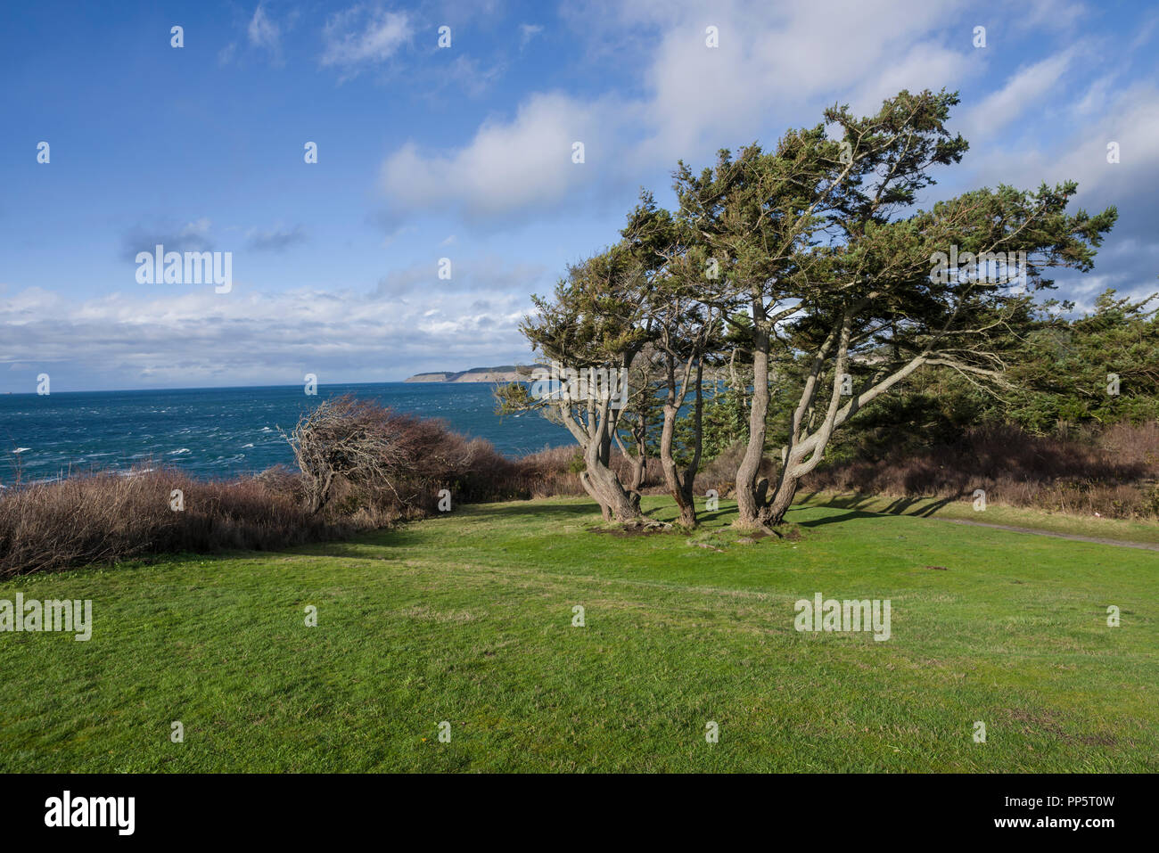 Wind swept trees hi-res stock photography and images - Alamy
