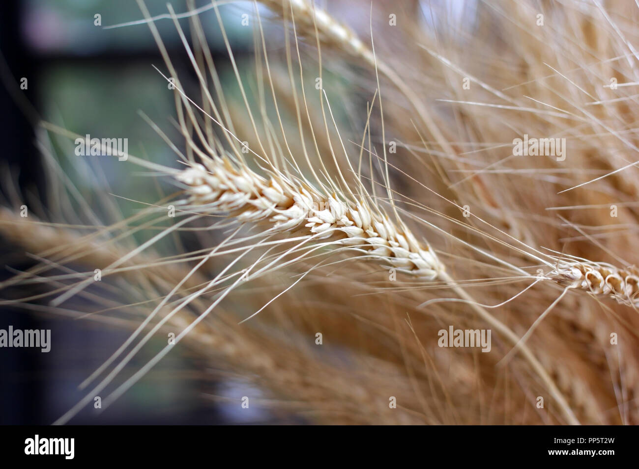 Grain vase hi-res stock photography and images - Alamy