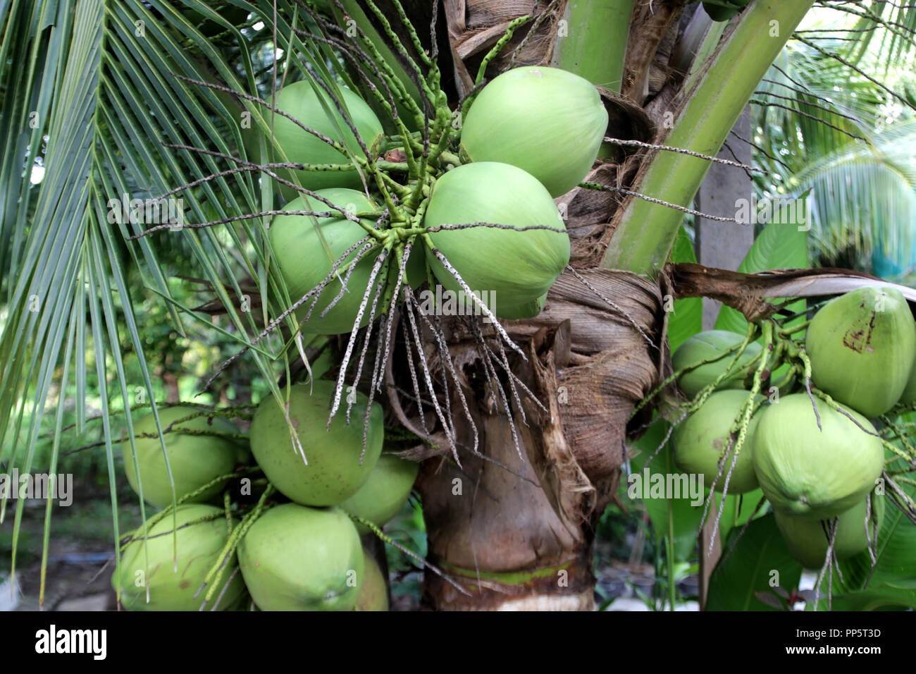 pile of young coconuts on coconut tree Stock Photo - Alamy