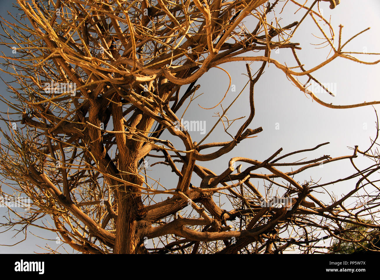 A view of branches of a tree without leaves Stock Photo - Alamy