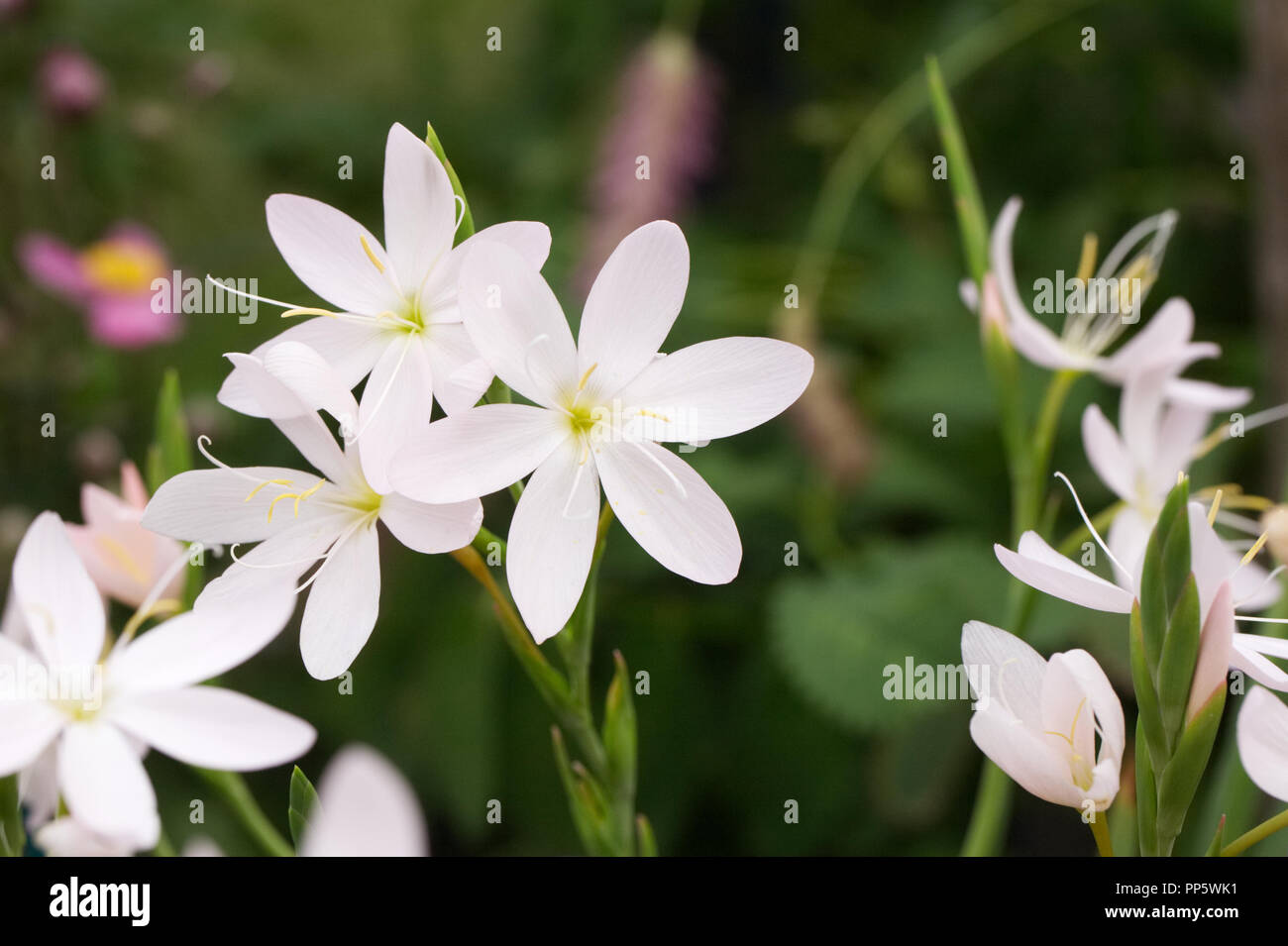 Hesperantha coccinea 'Pink Princess' flowers Stock Photo - Alamy