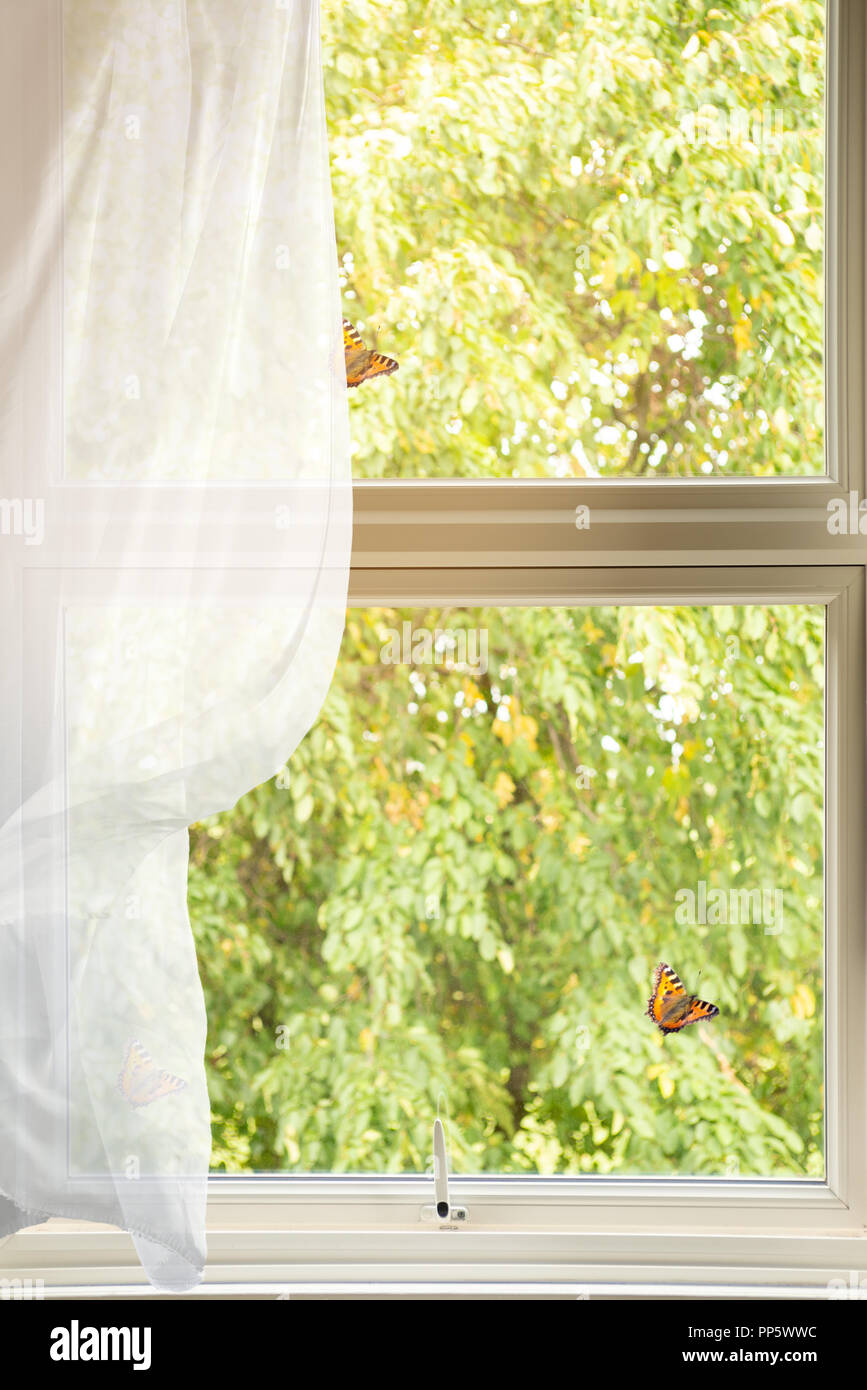 Country cottage window with billowing curtain Stock Photo - Alamy
