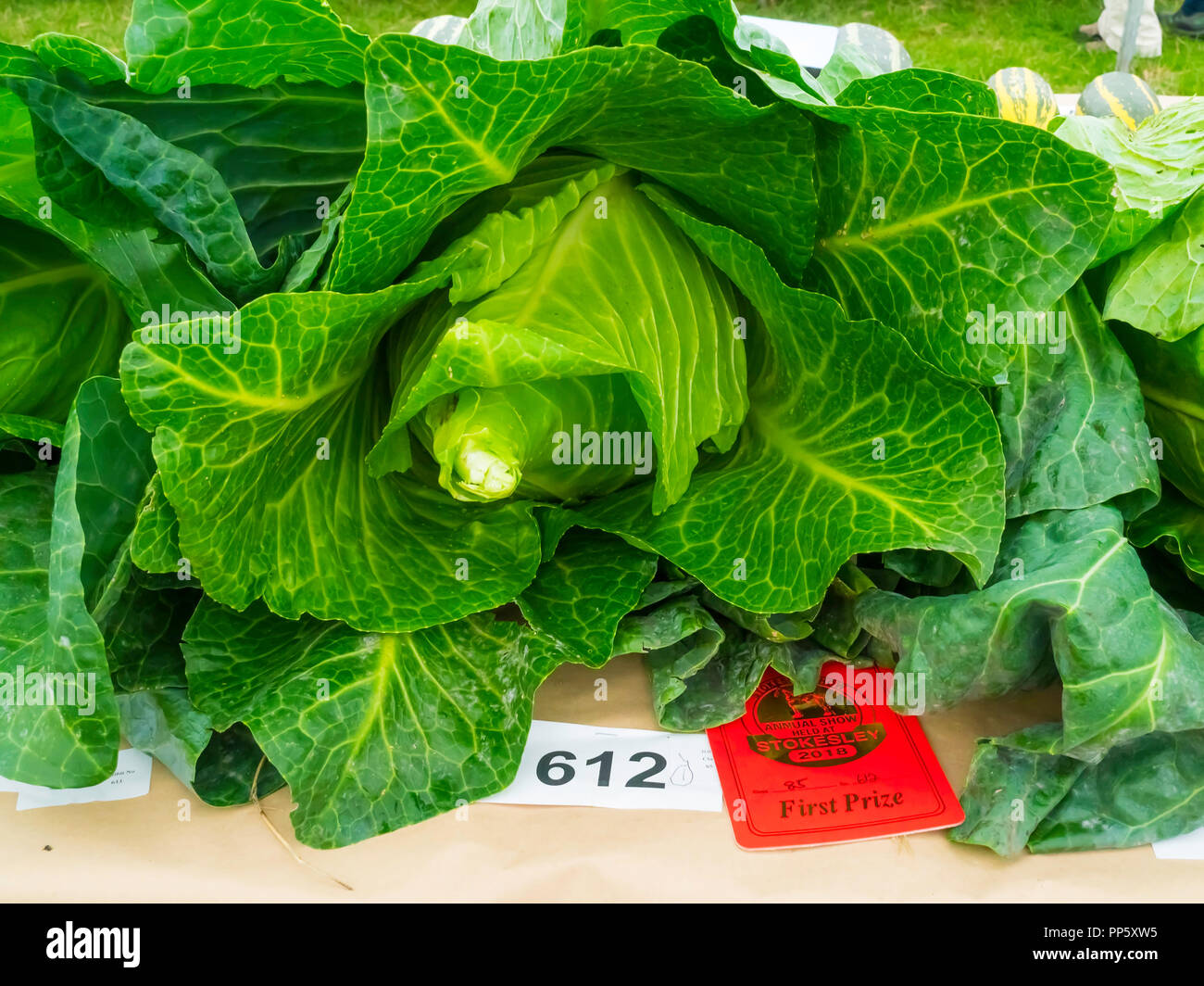 First Prize winning entry for Class 85 Cabbage Other Than Red point ...