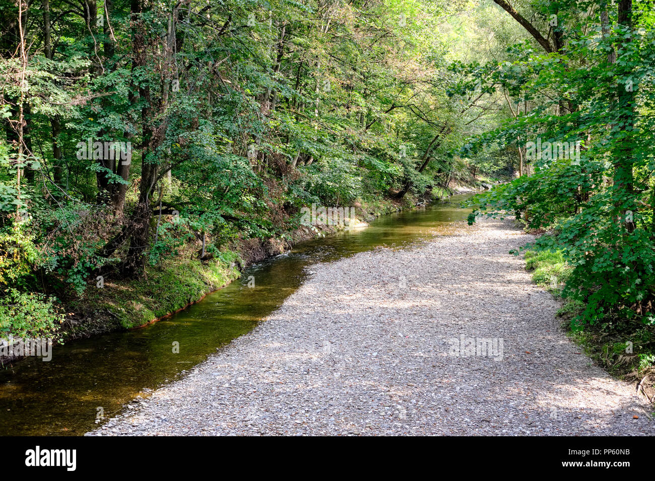 hiking trail in the woods in green summer forest with sun light Stock ...