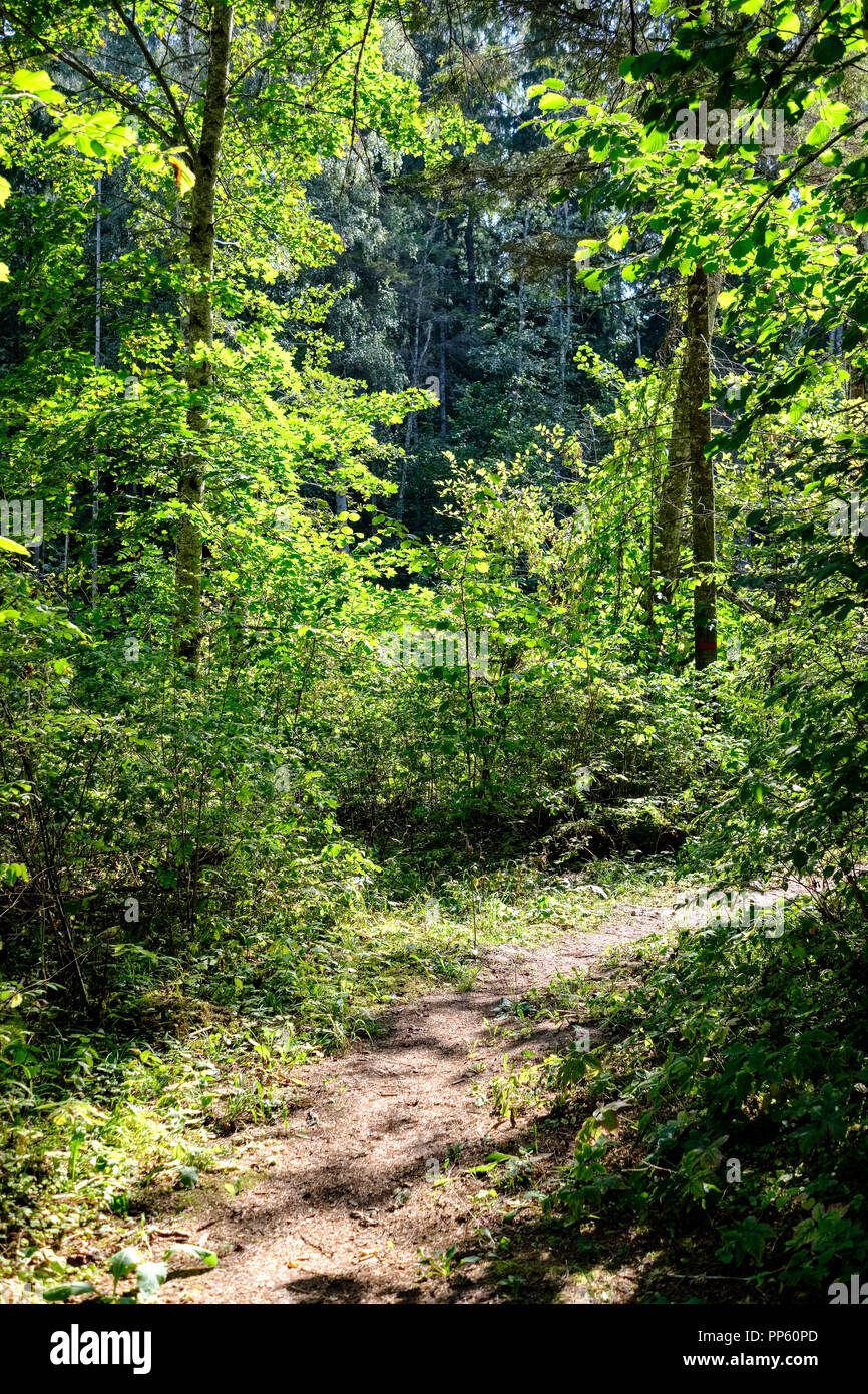 hiking trail in the woods in green summer forest with sun light Stock ...
