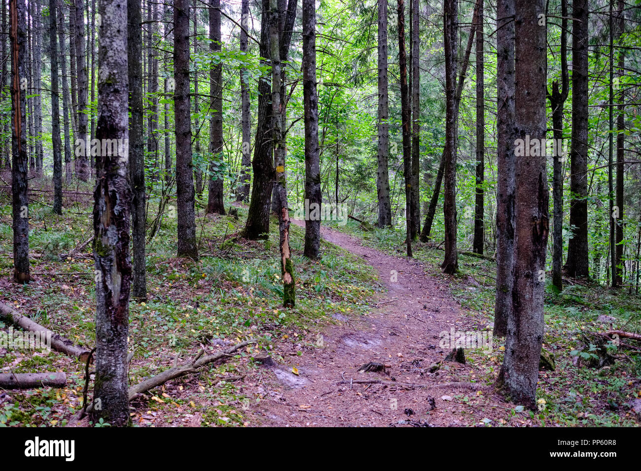 hiking trail in the woods in green summer forest with sun light Stock ...