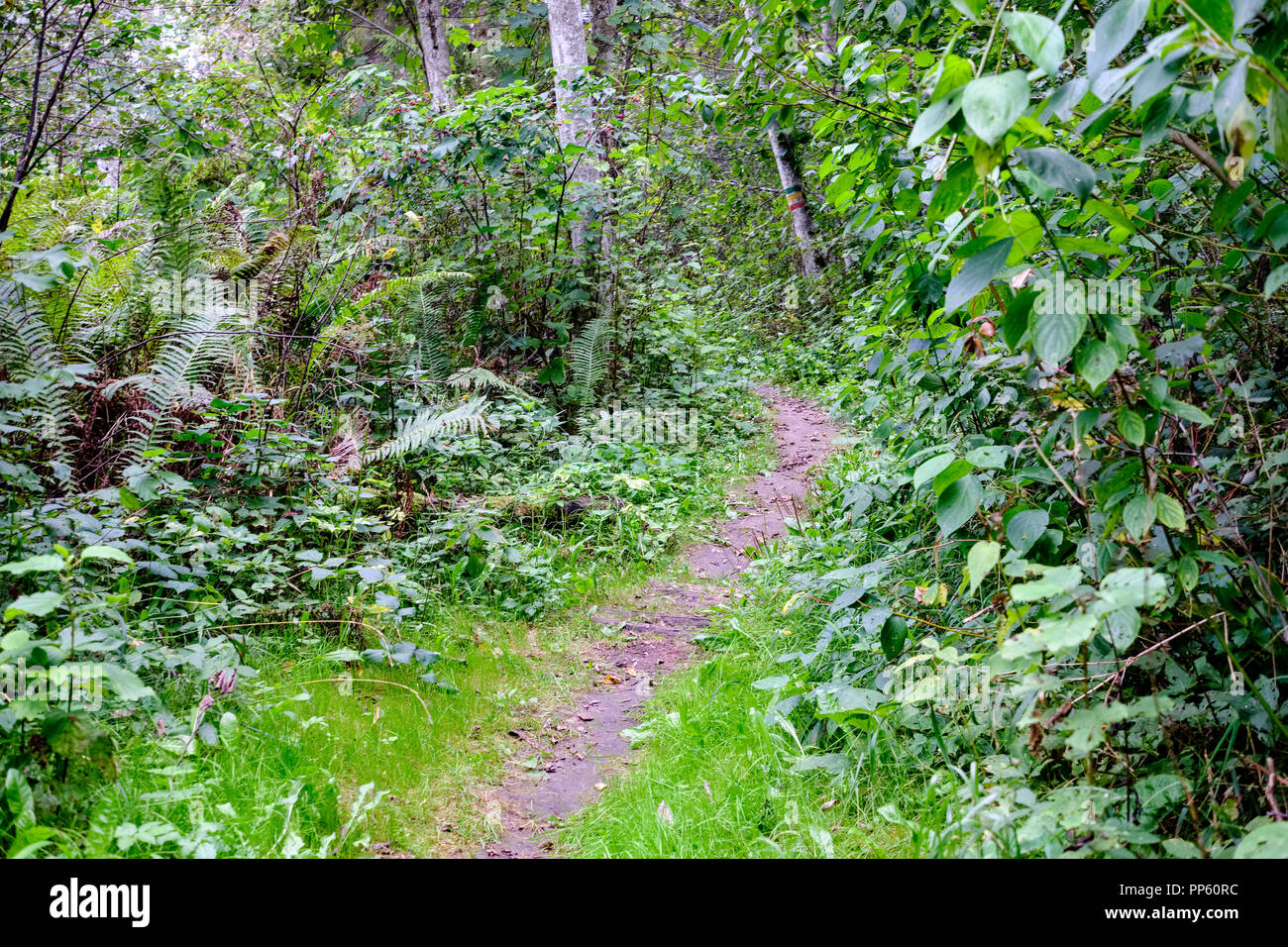 hiking trail in the woods in green summer forest with sun light Stock ...