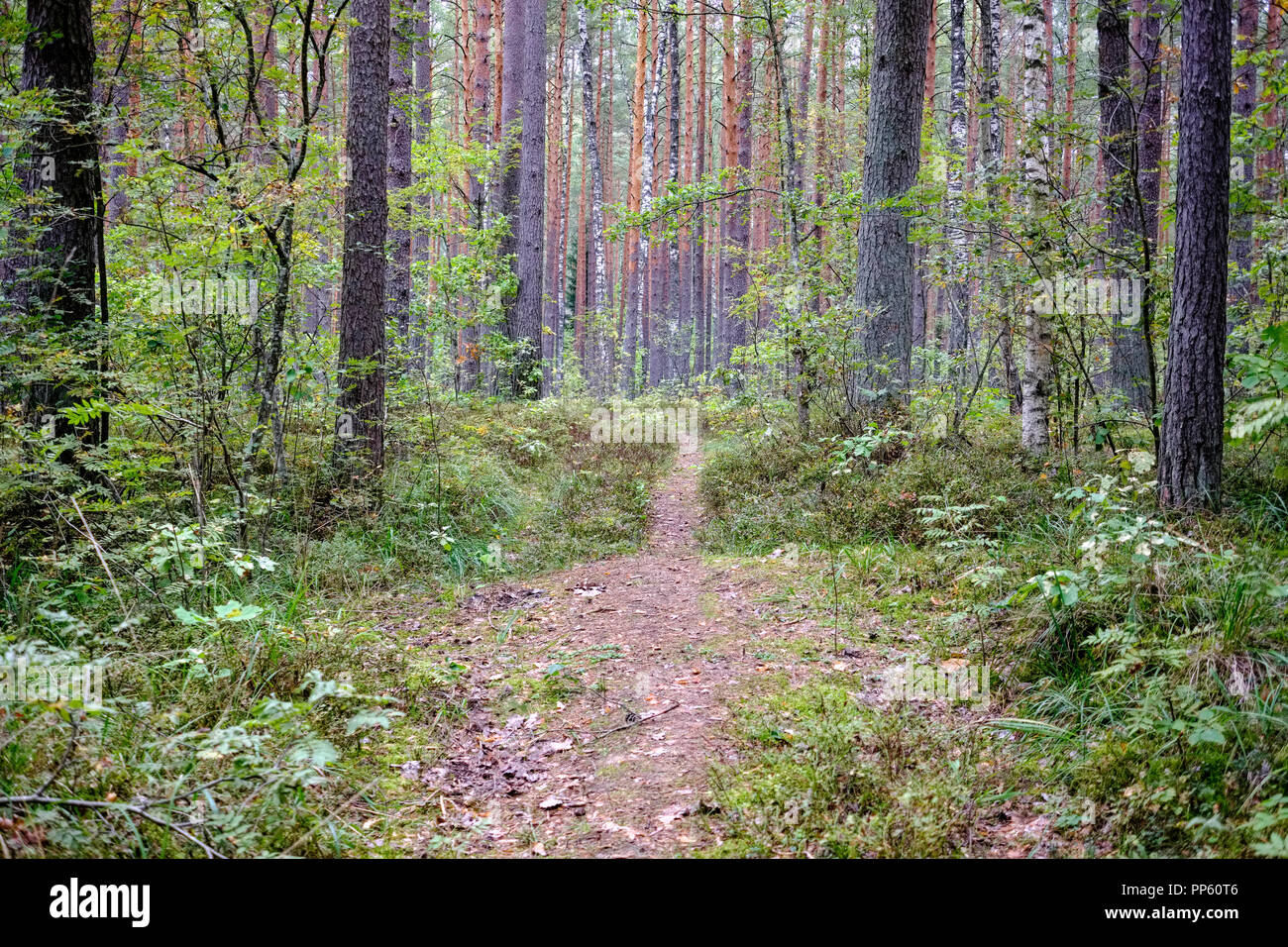 hiking trail in the woods in green summer forest with sun light Stock ...