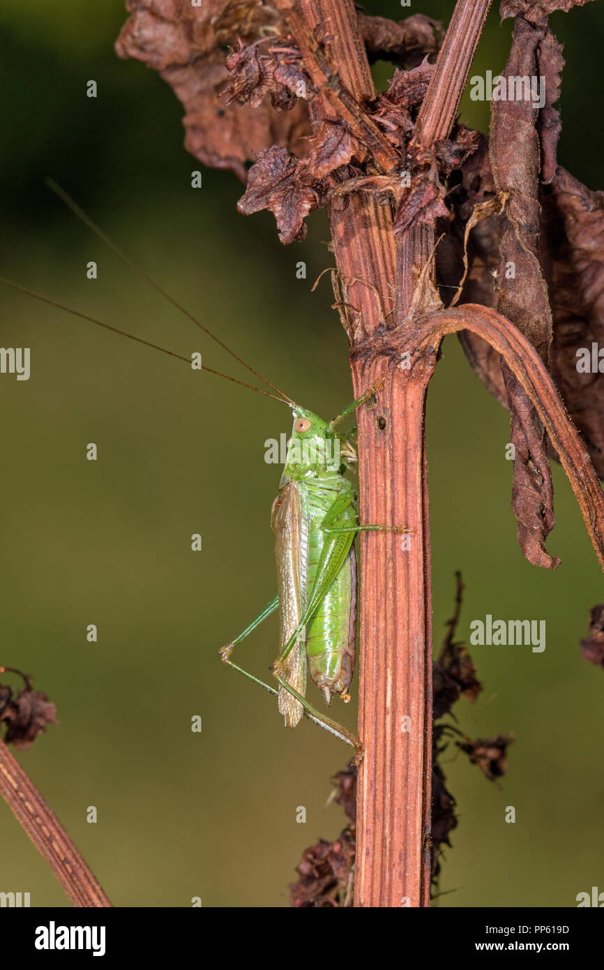 Long winged conehead cricket uk hi-res stock photography and images - Alamy