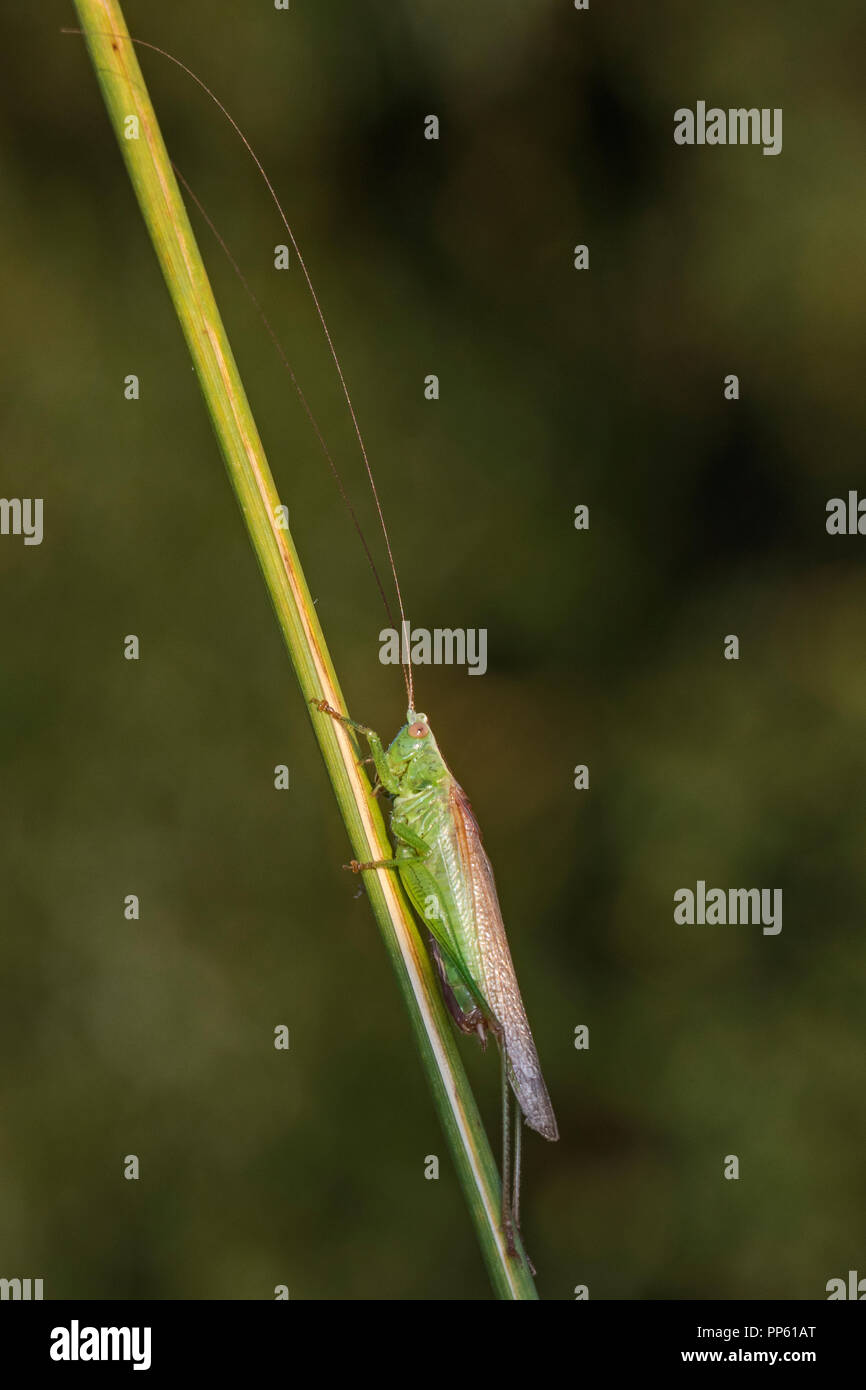 Long-winged Conehead (Conocephalus fuscus), Cambridgeshire, England ...